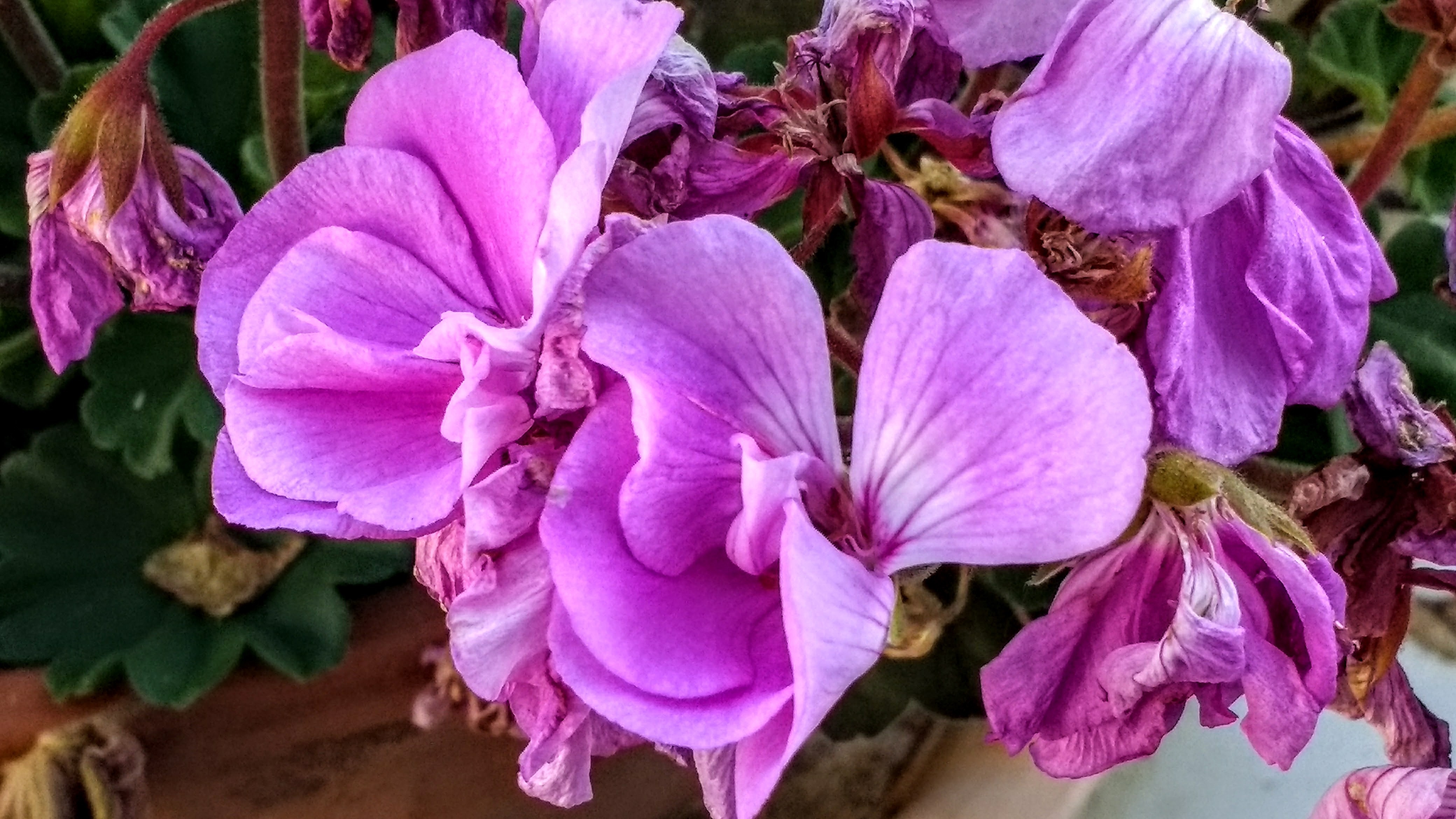 Flower Plant Nature free image download