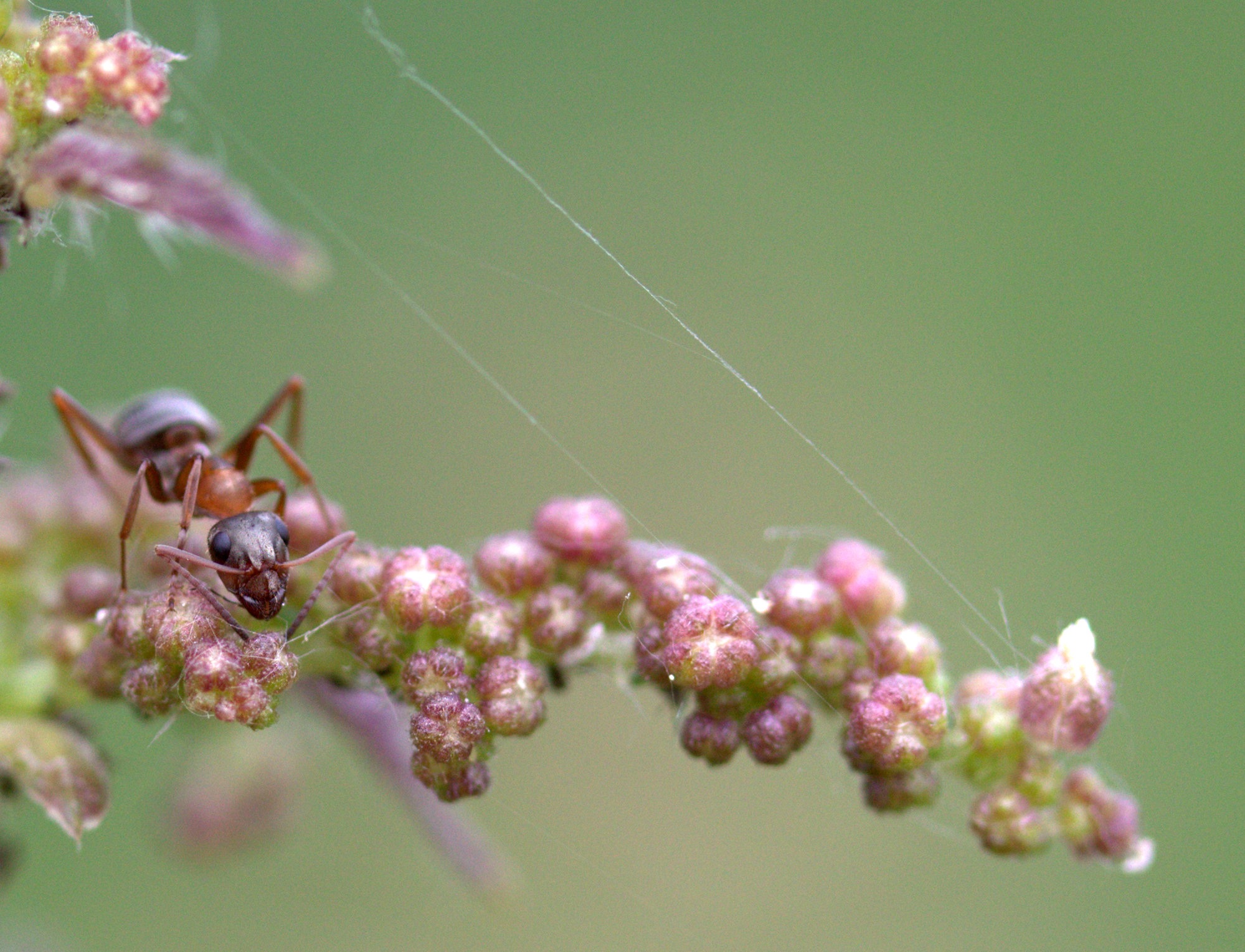 Ant Plant Macro free image download