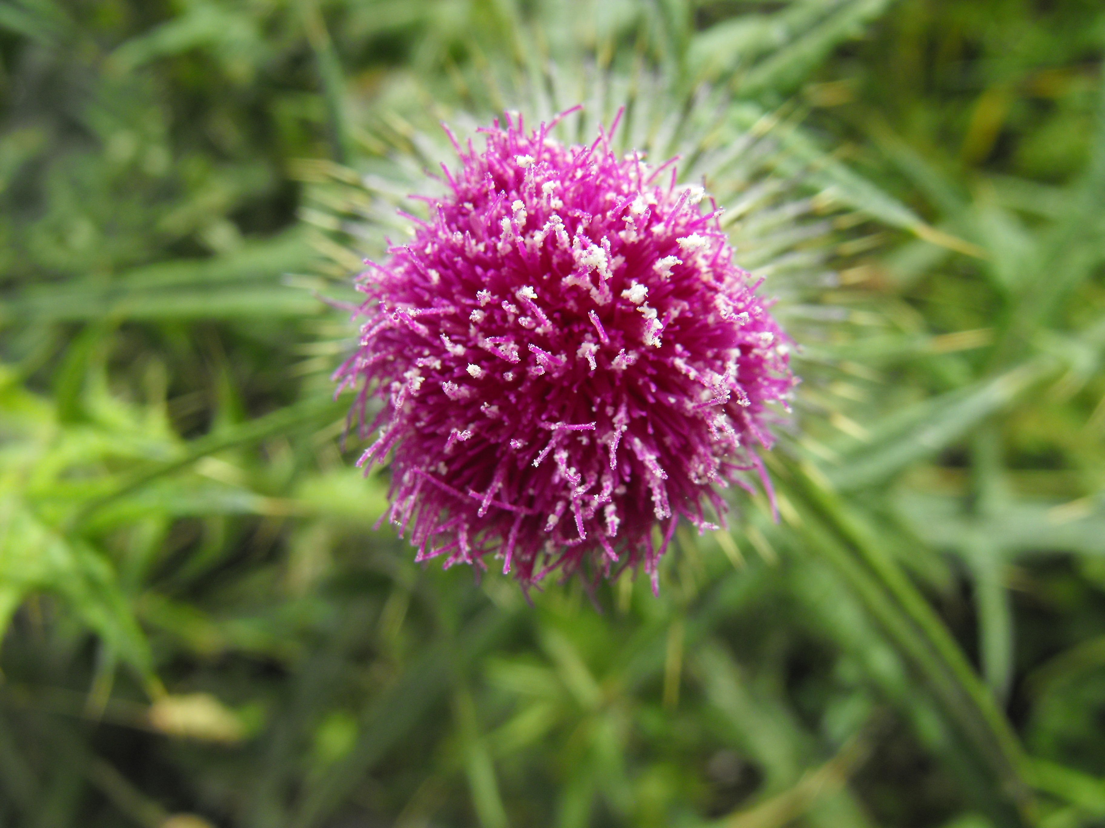 Ireland Flower Field free image download