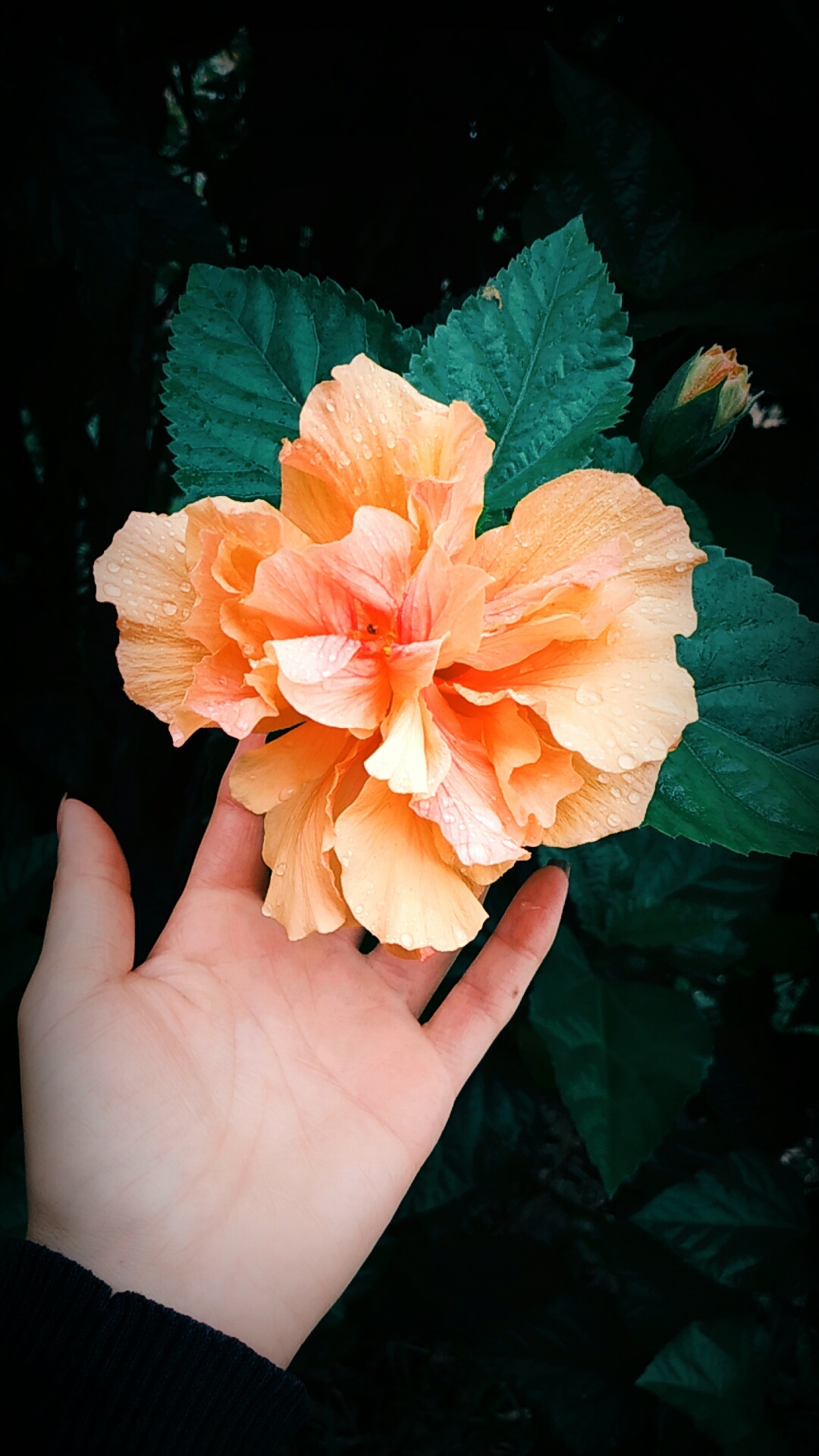 Peach Color Nature free image download