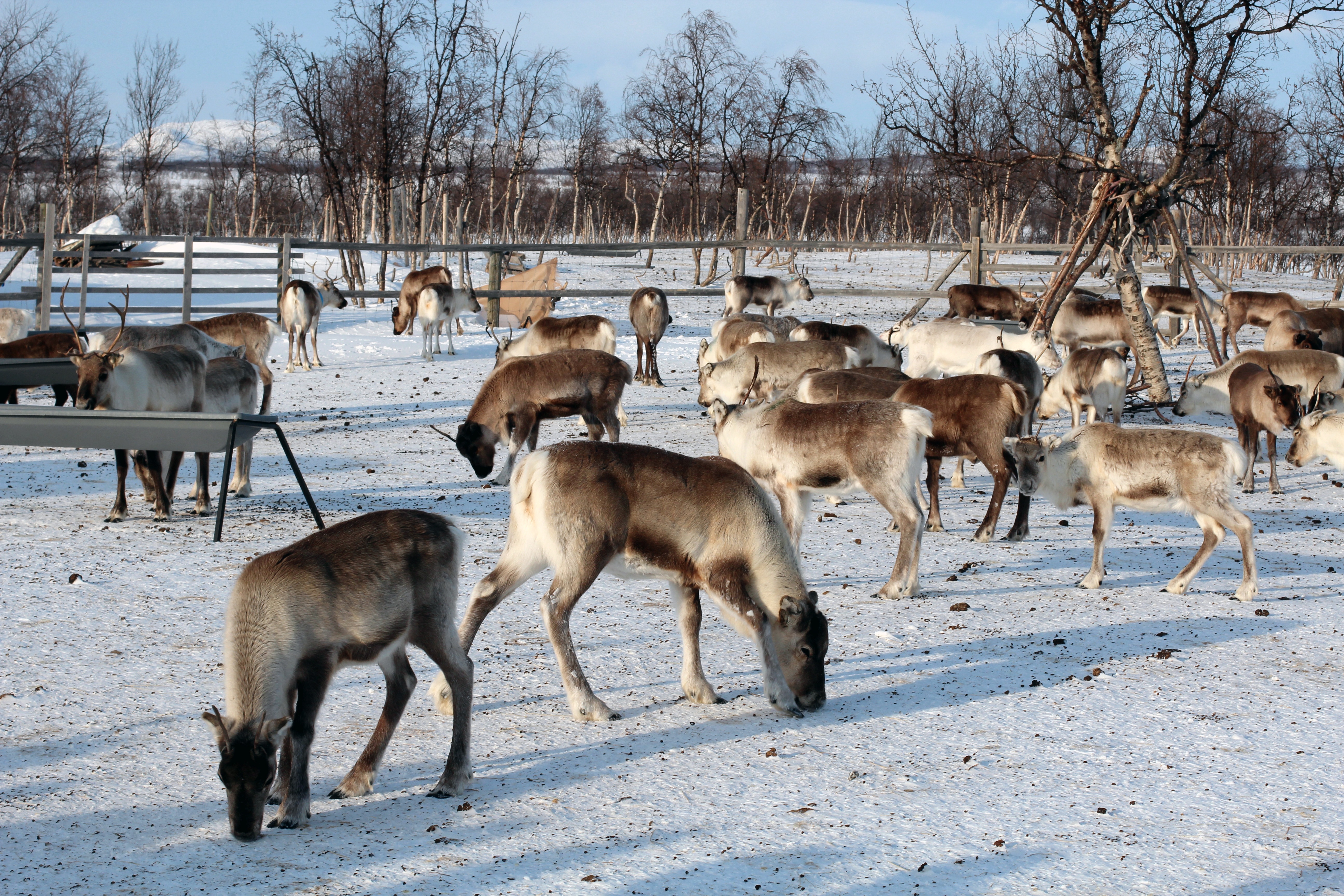 Reindeer Winter Snow free image download