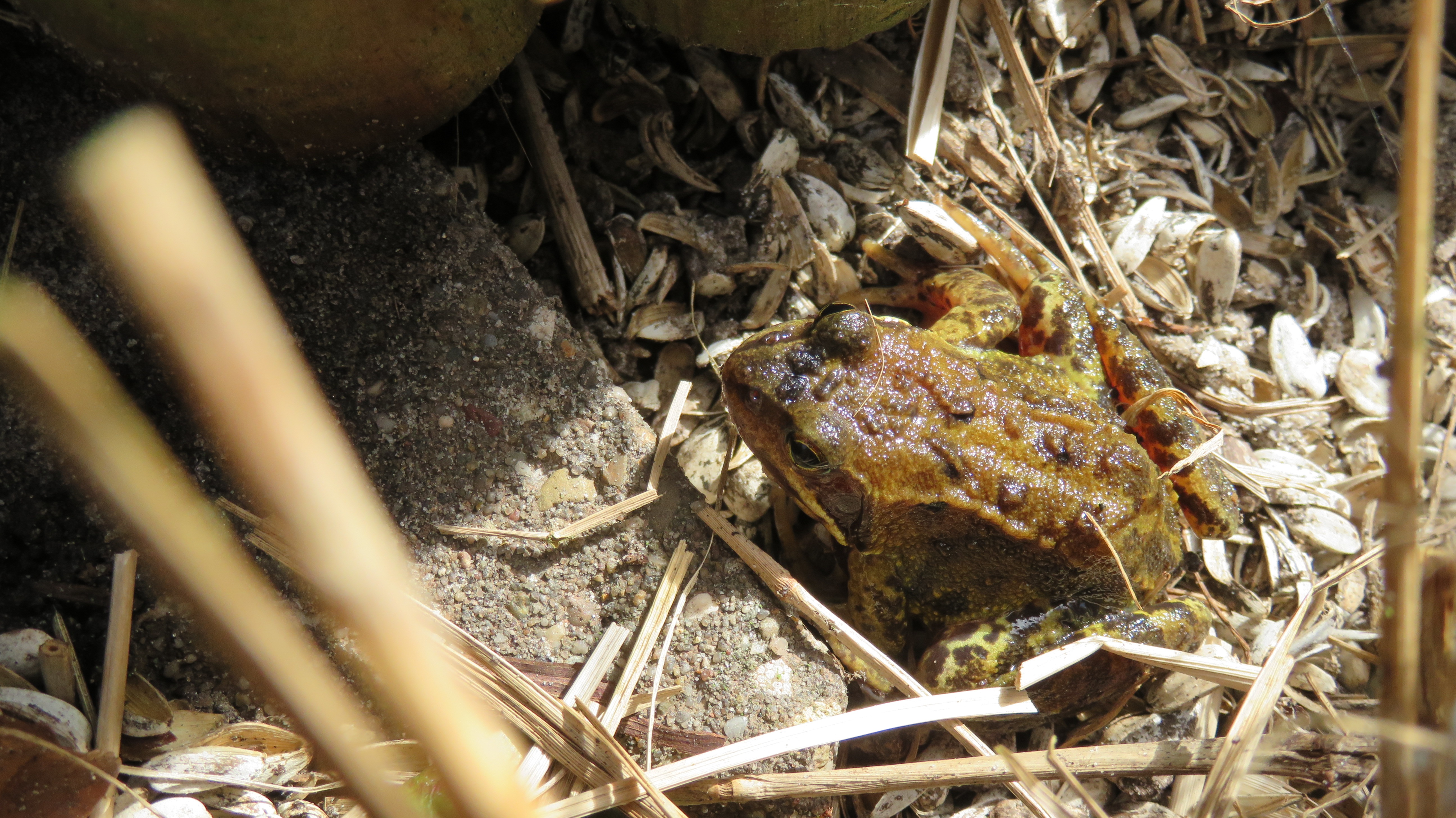 Green toad in the dry grass free image download