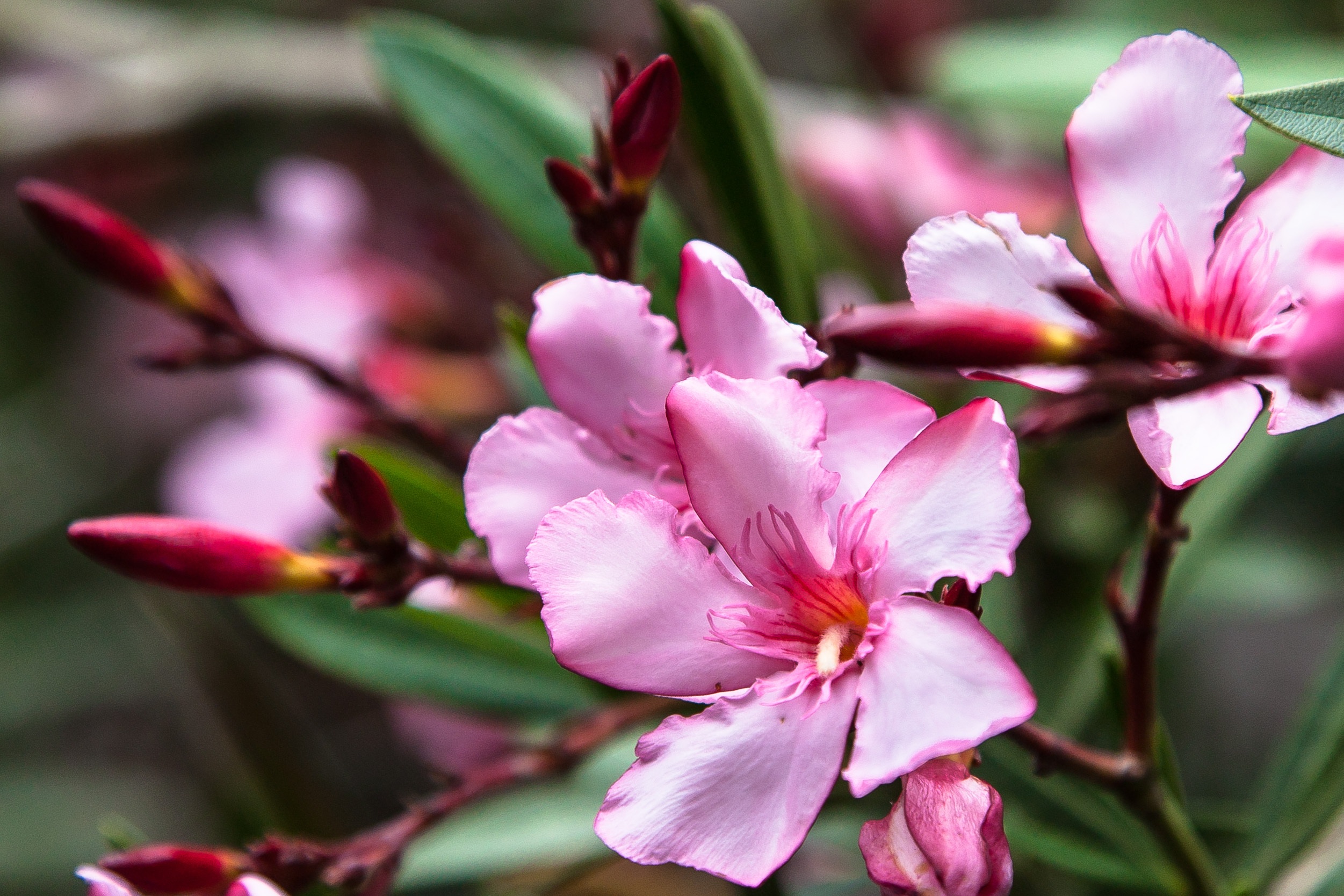 Plant Flowers free image download
