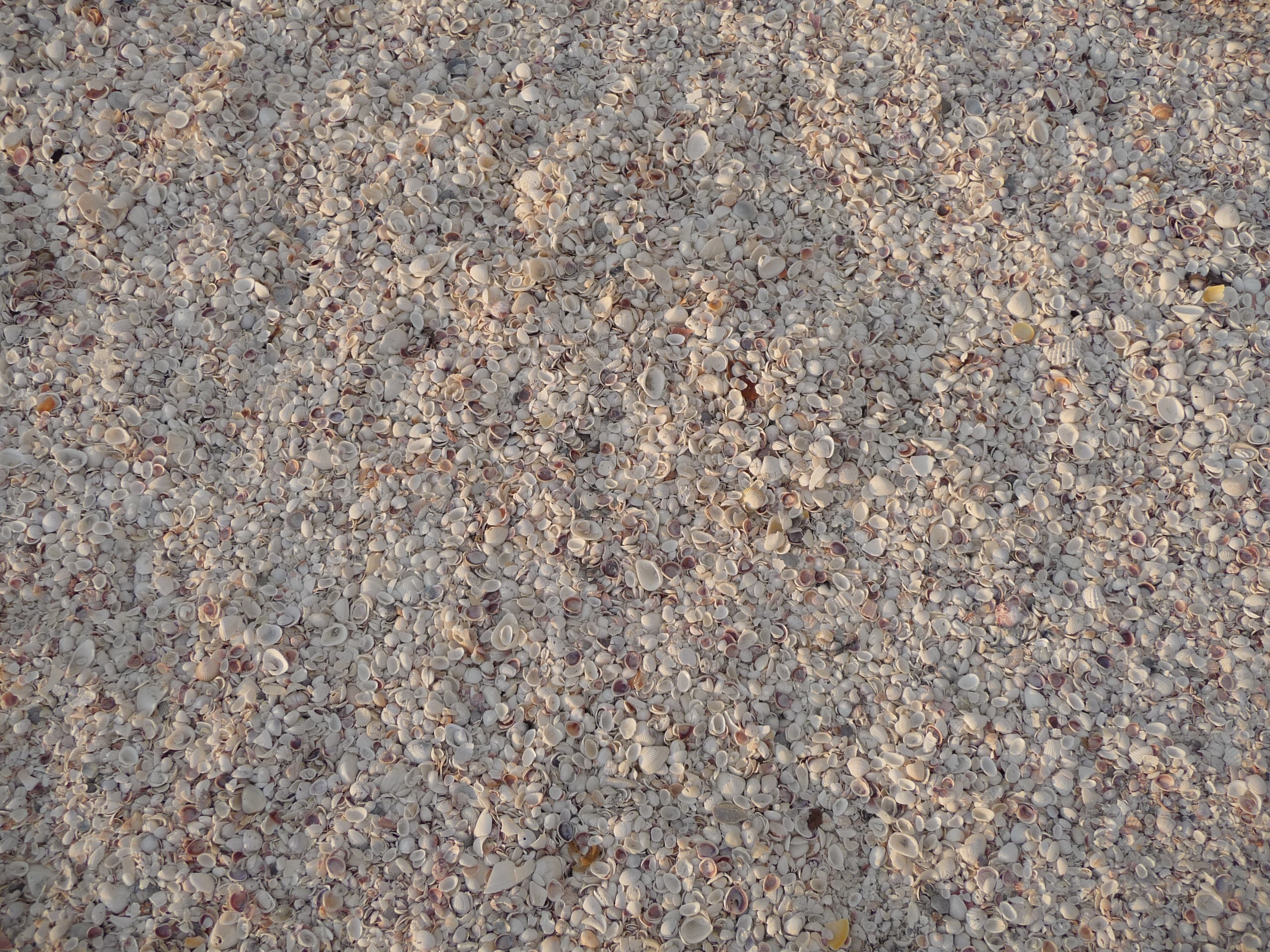Beach Mussels Sea free image download