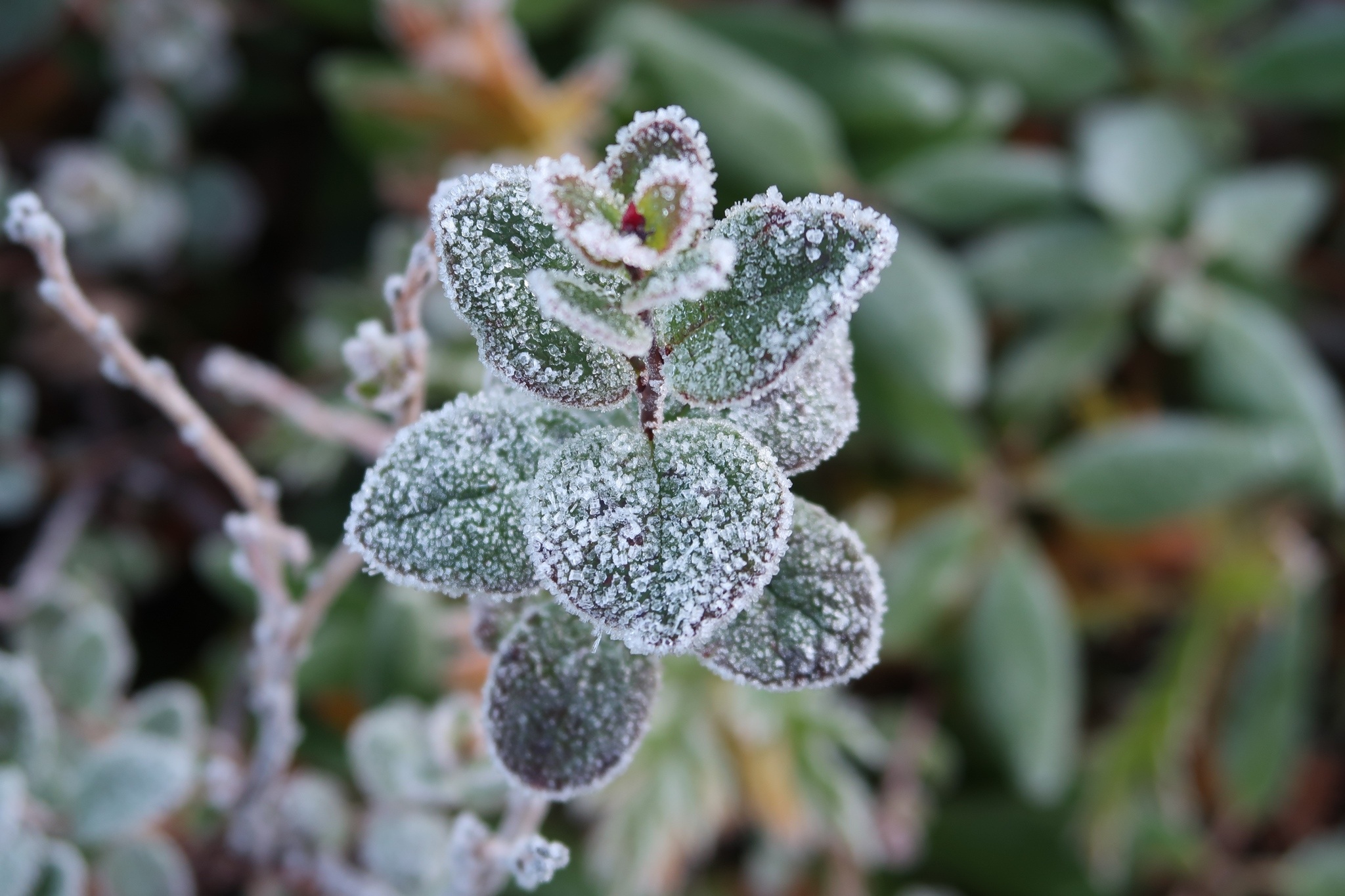 The First Frost Early Autumn free image download
