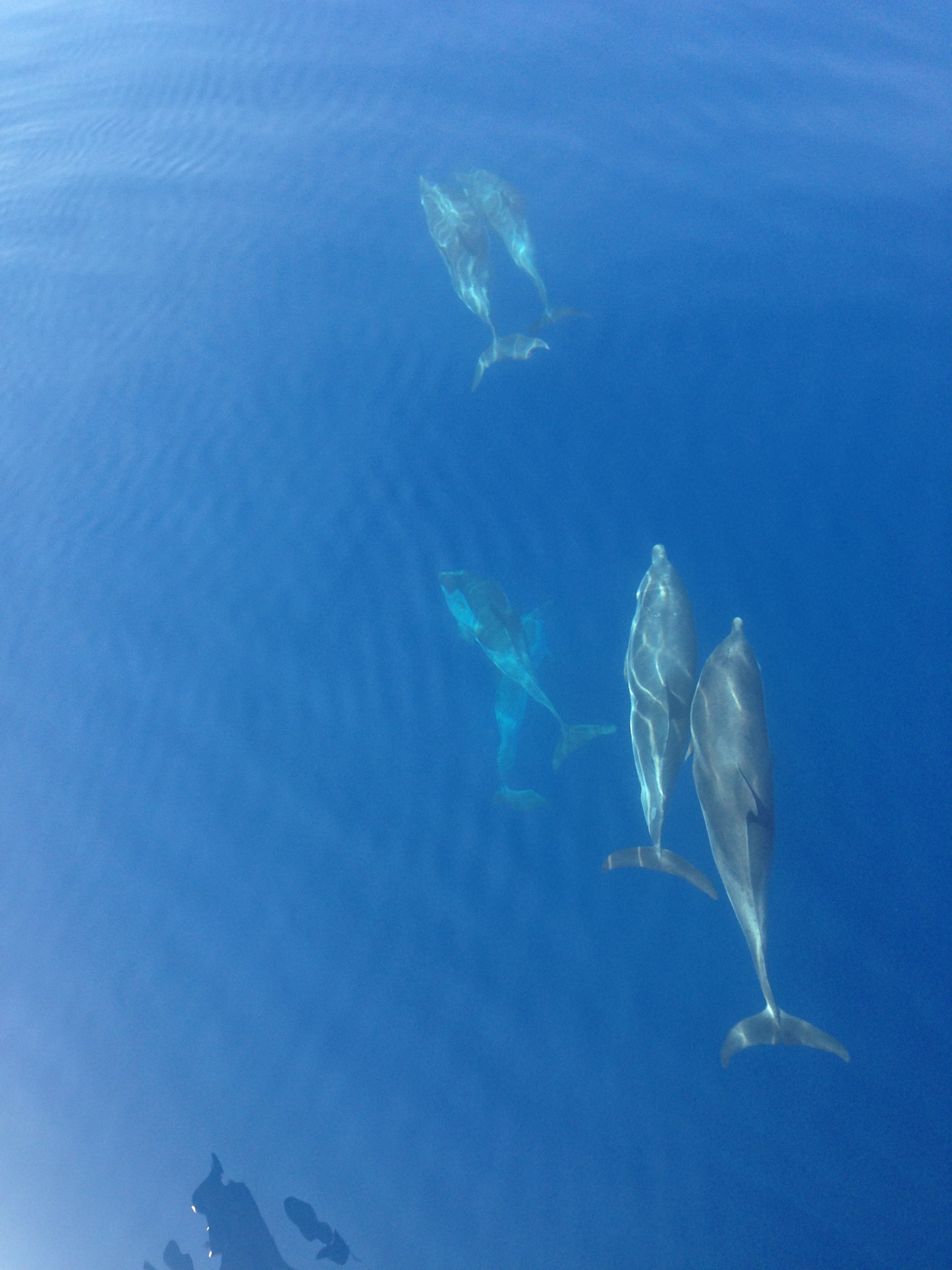 Dolphin Ocean Blue free image download