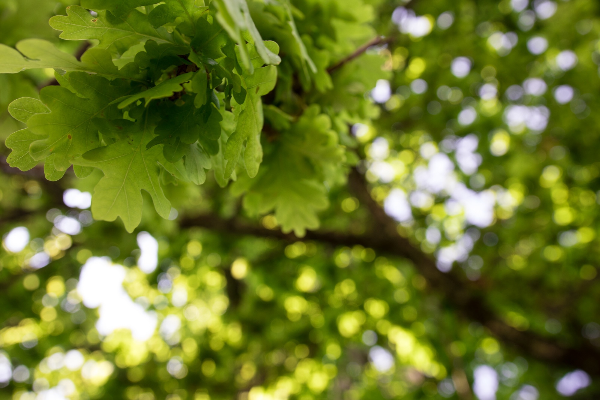 Oak Nature Green free image download