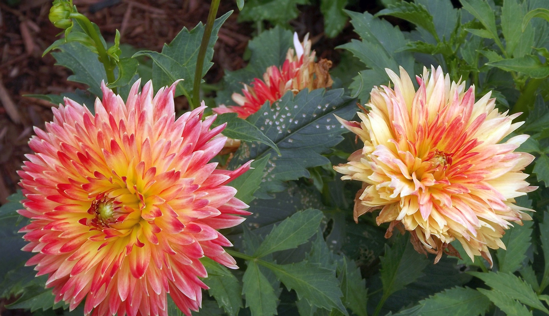 Flowers Astra Flowering A Garden free image download