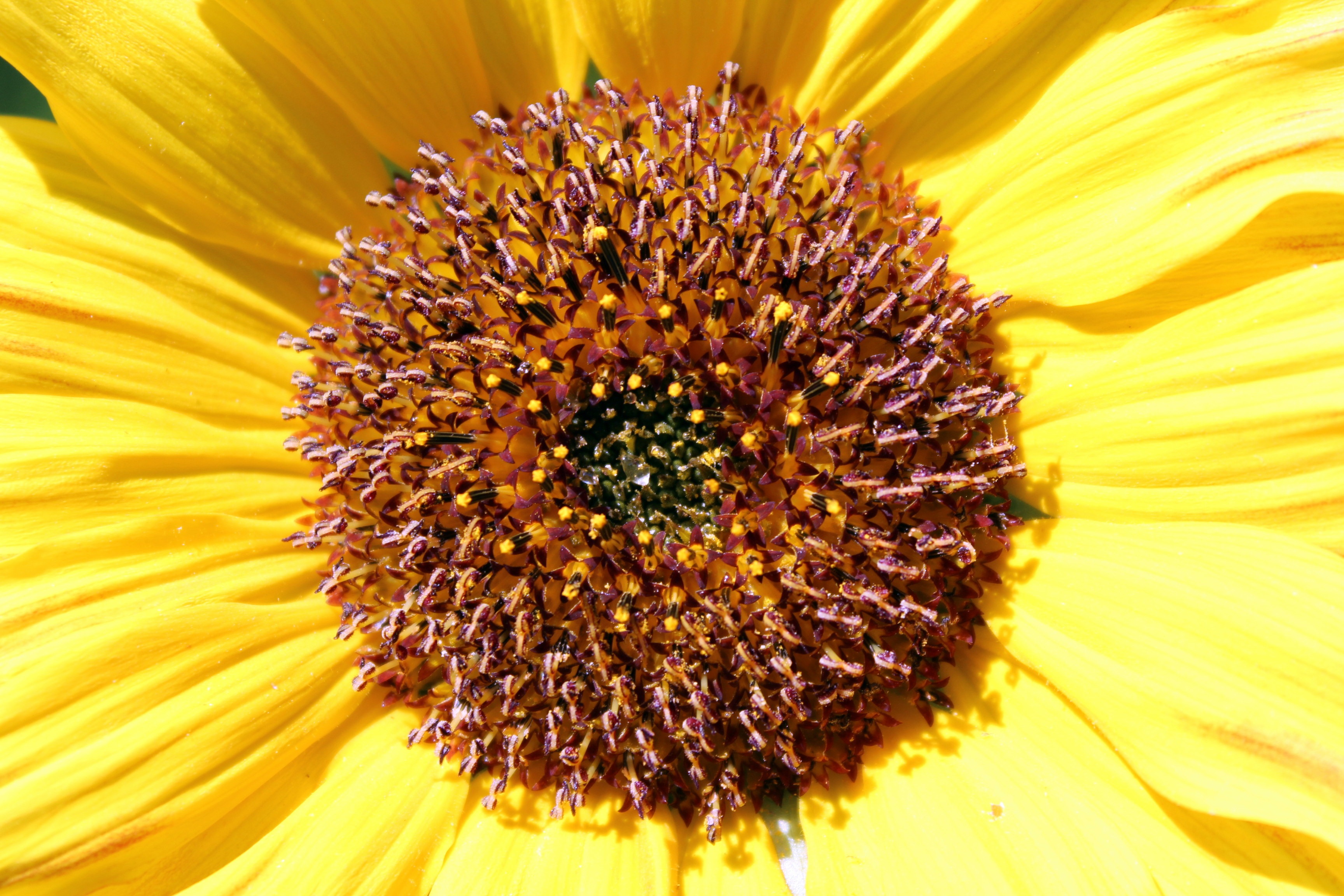 Sunflower Summer Garden Nature free image download