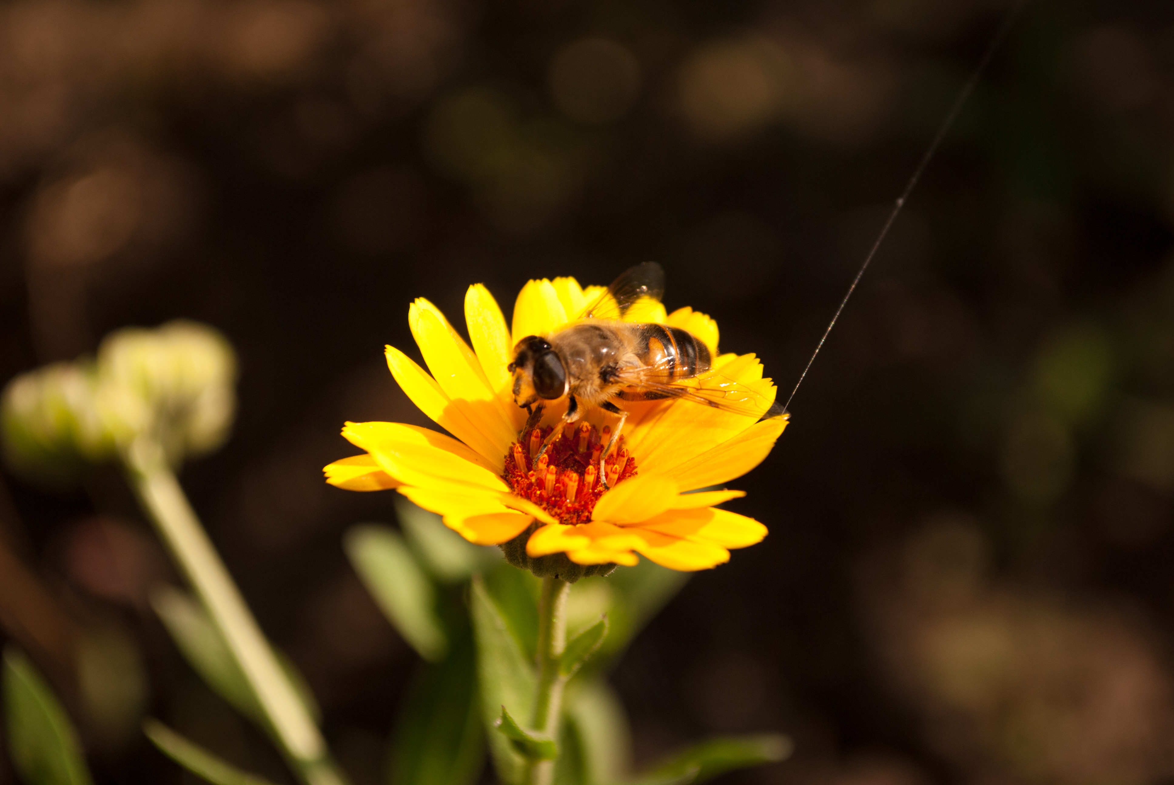 Macro Flower Bee free image download