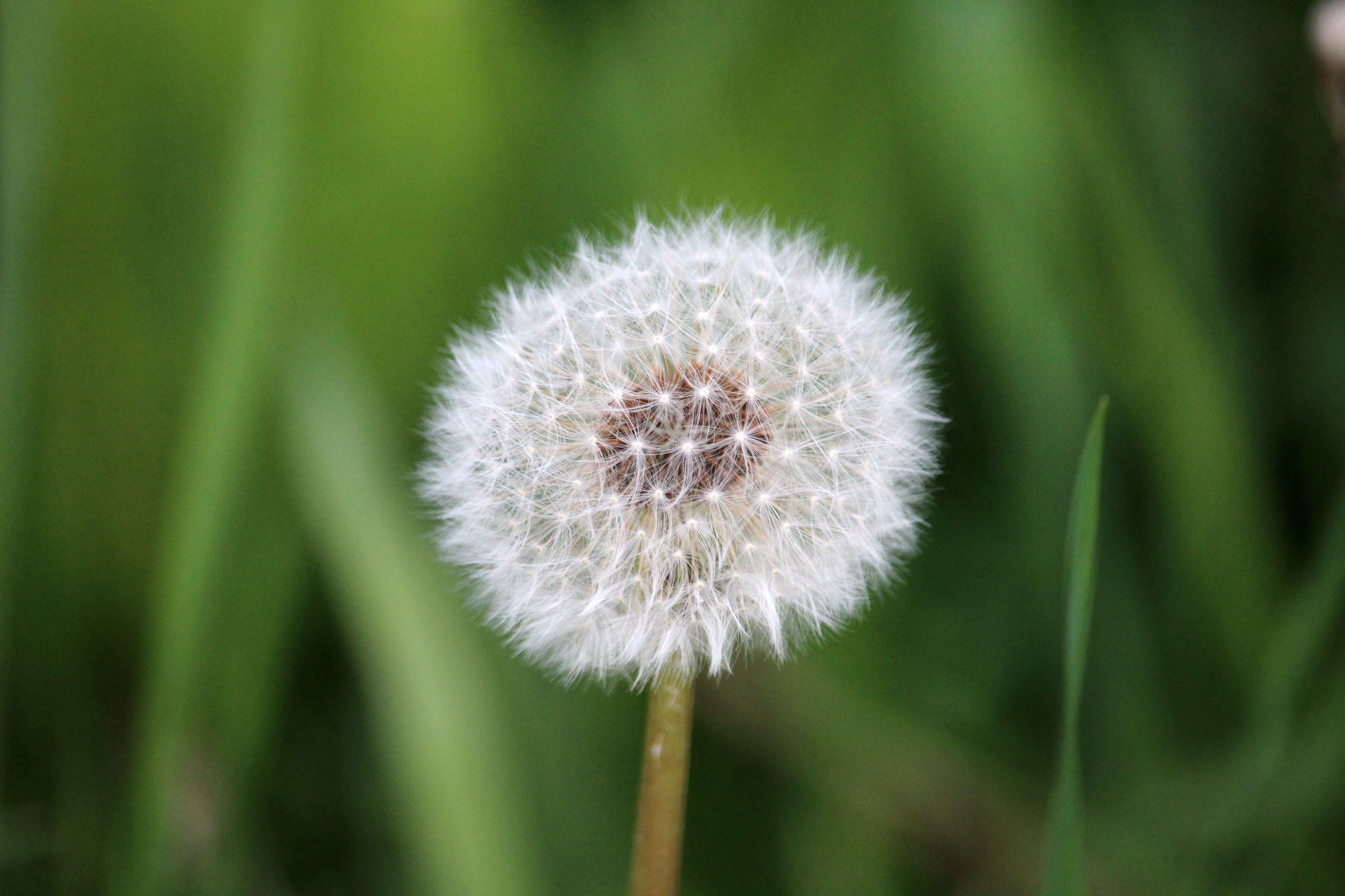 Dandelion Nature Flower free image download