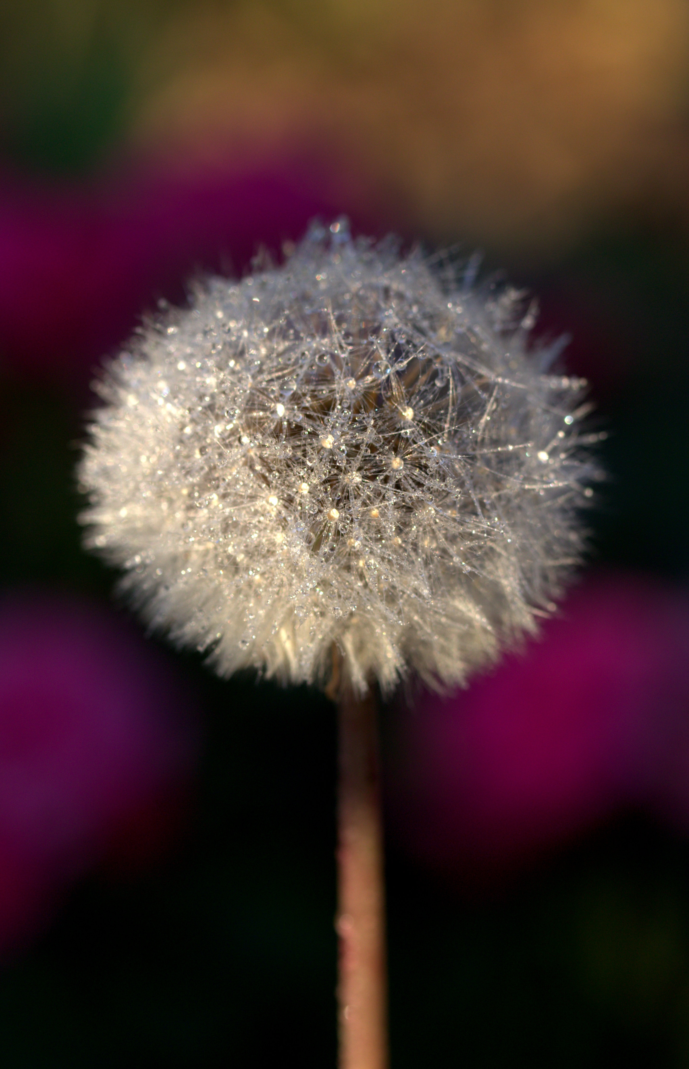 Dandelion Drops Plant free image download