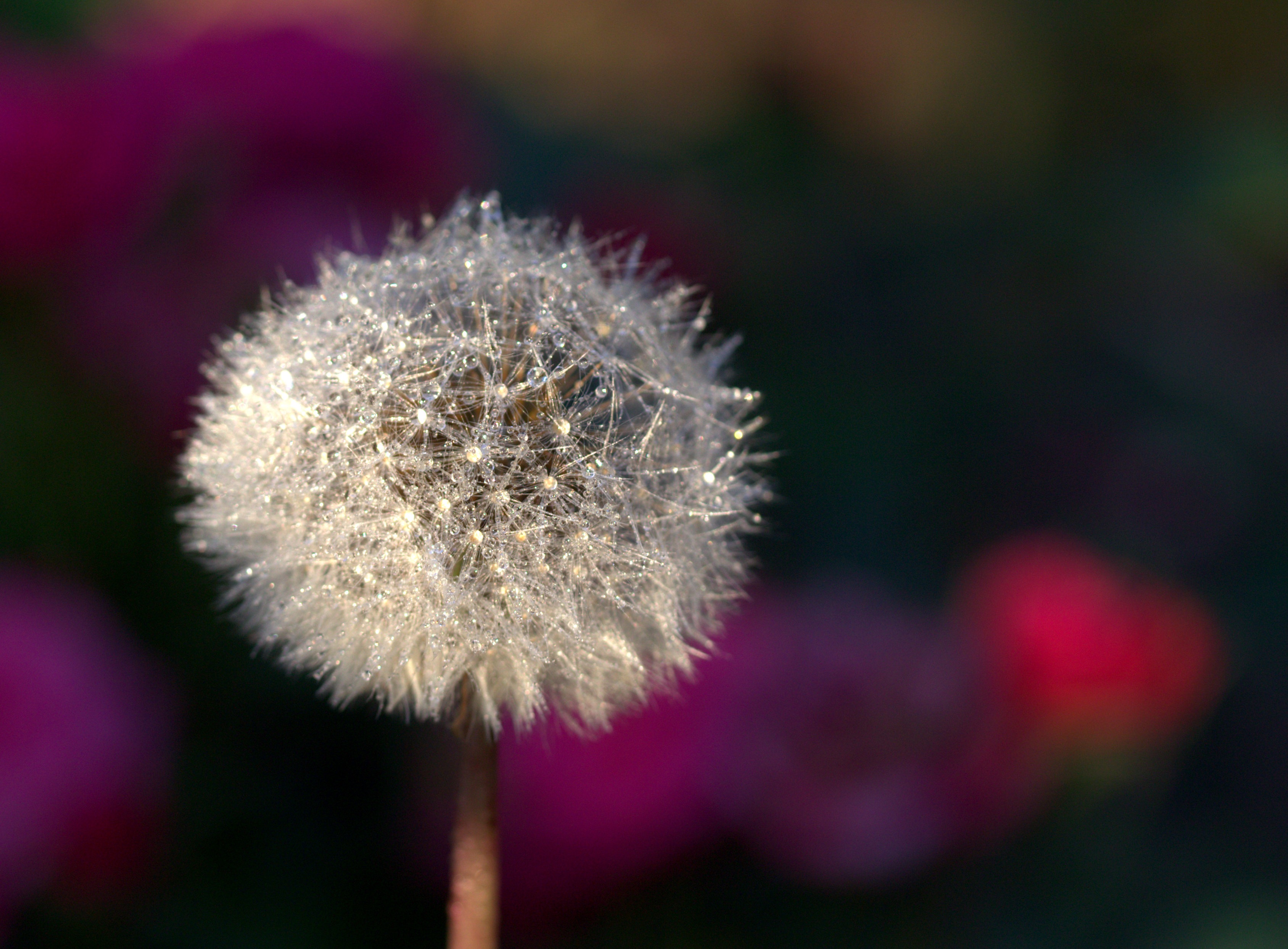 Dandelion Drops Plant free image download