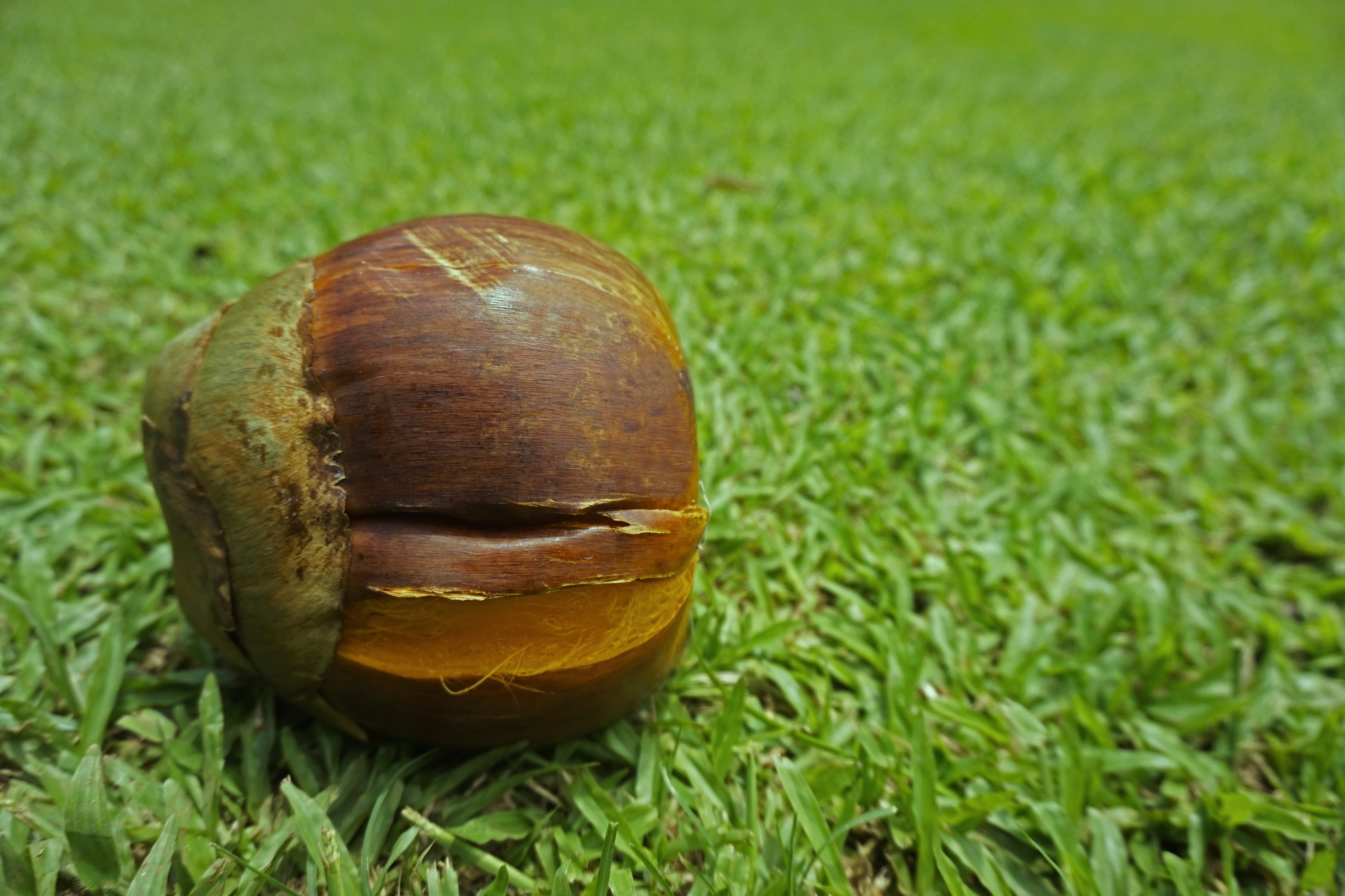 Palm Fruit Grass free image download