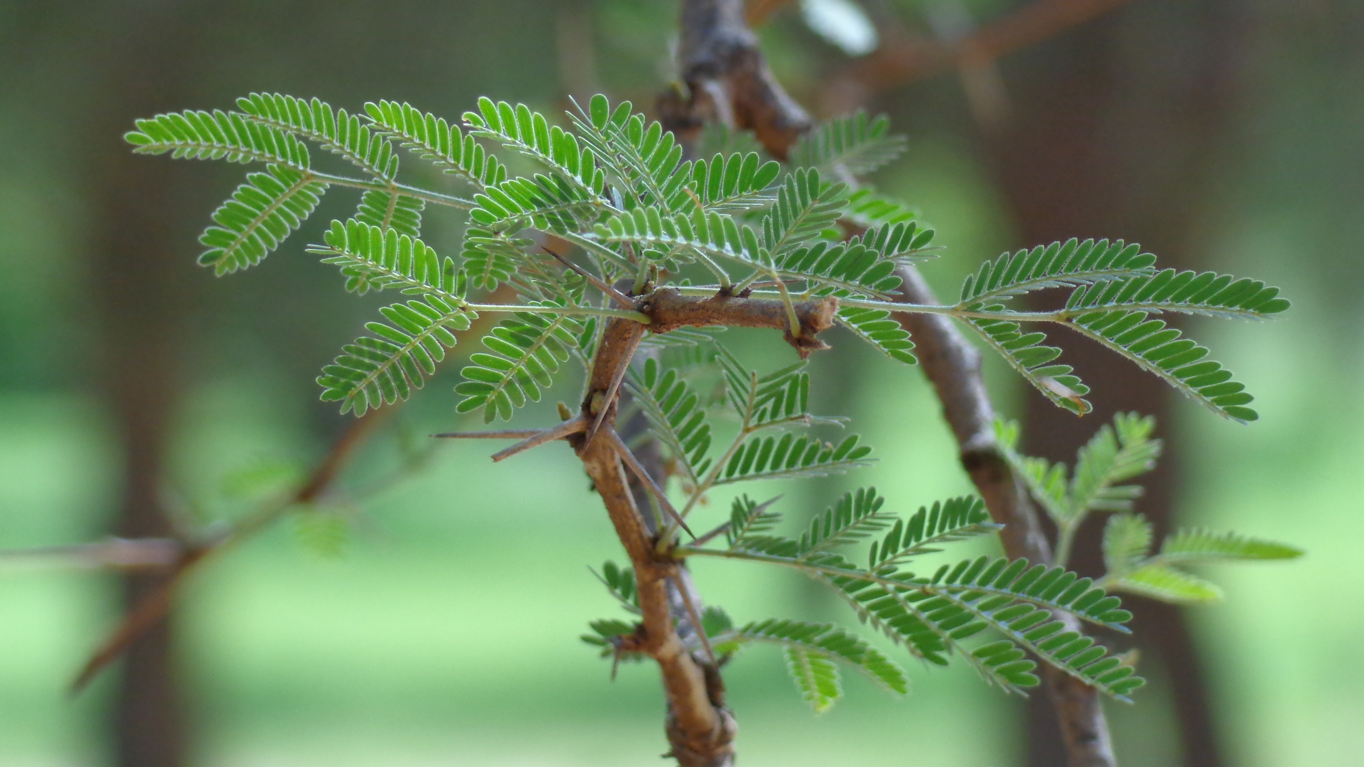 Nature Plant Branch free image download