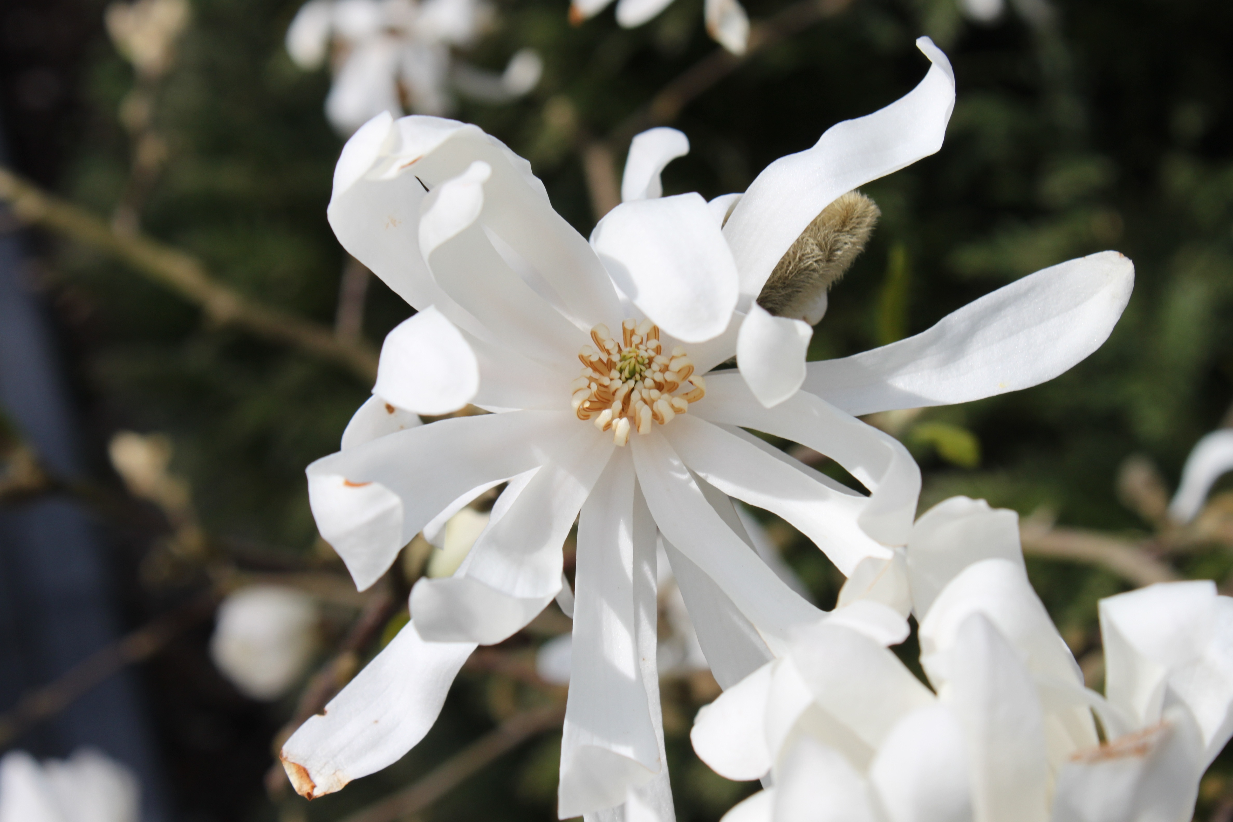 White Flowers at garden Nature free image download