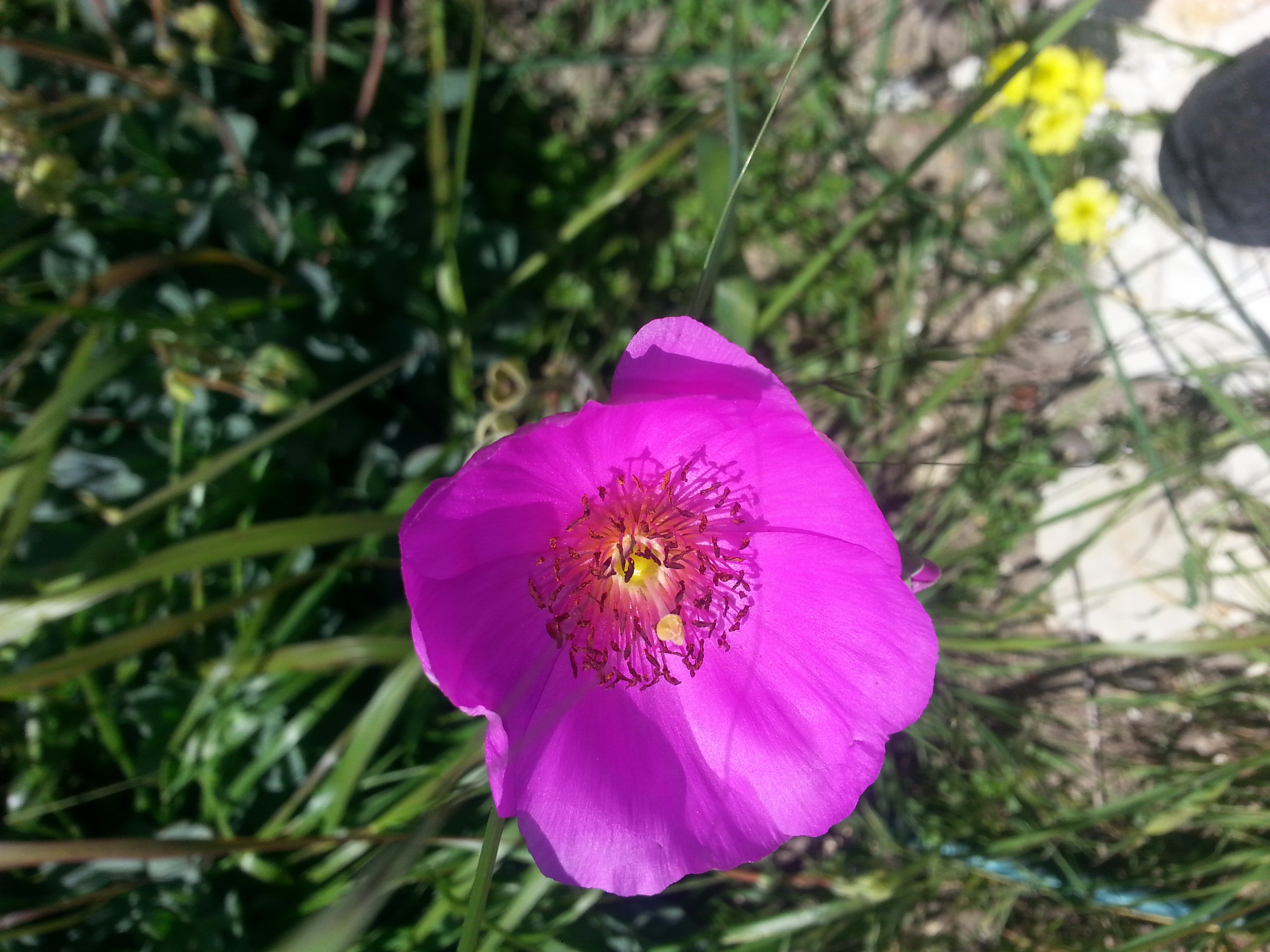 Purple Poppy Picture free image download