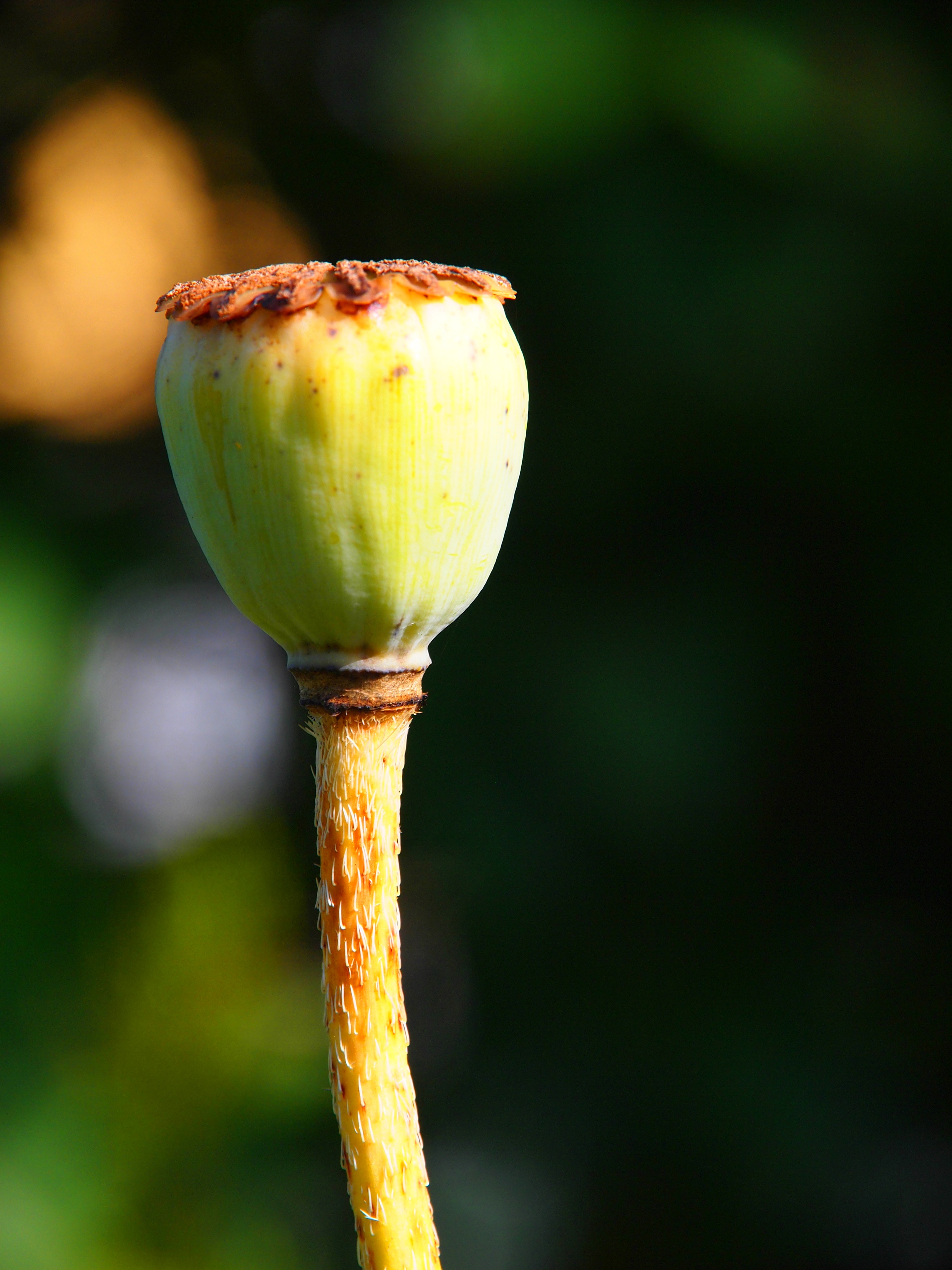Poppy Capsule Garden free image download