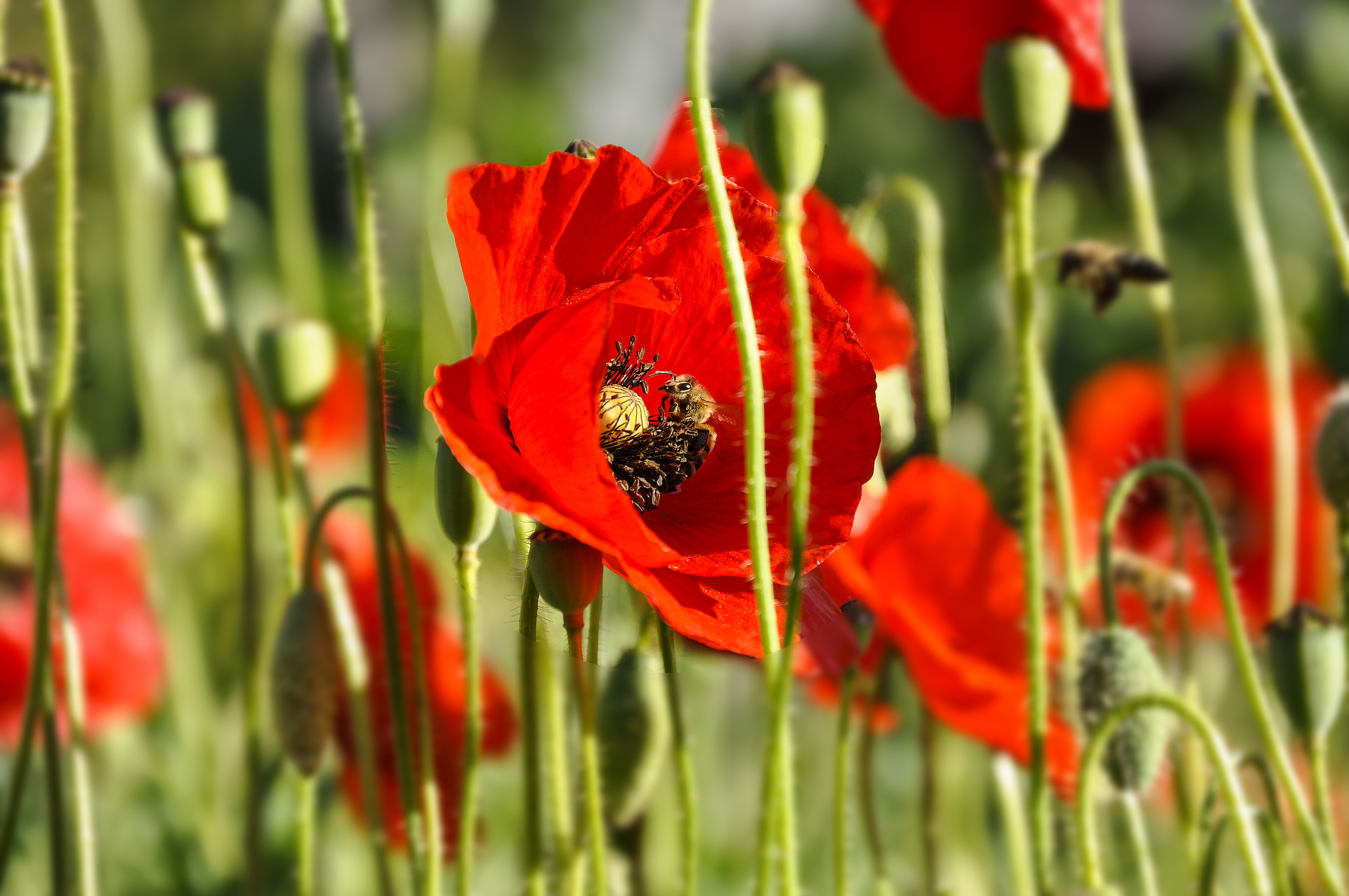 Flowers Poppy Green free image download