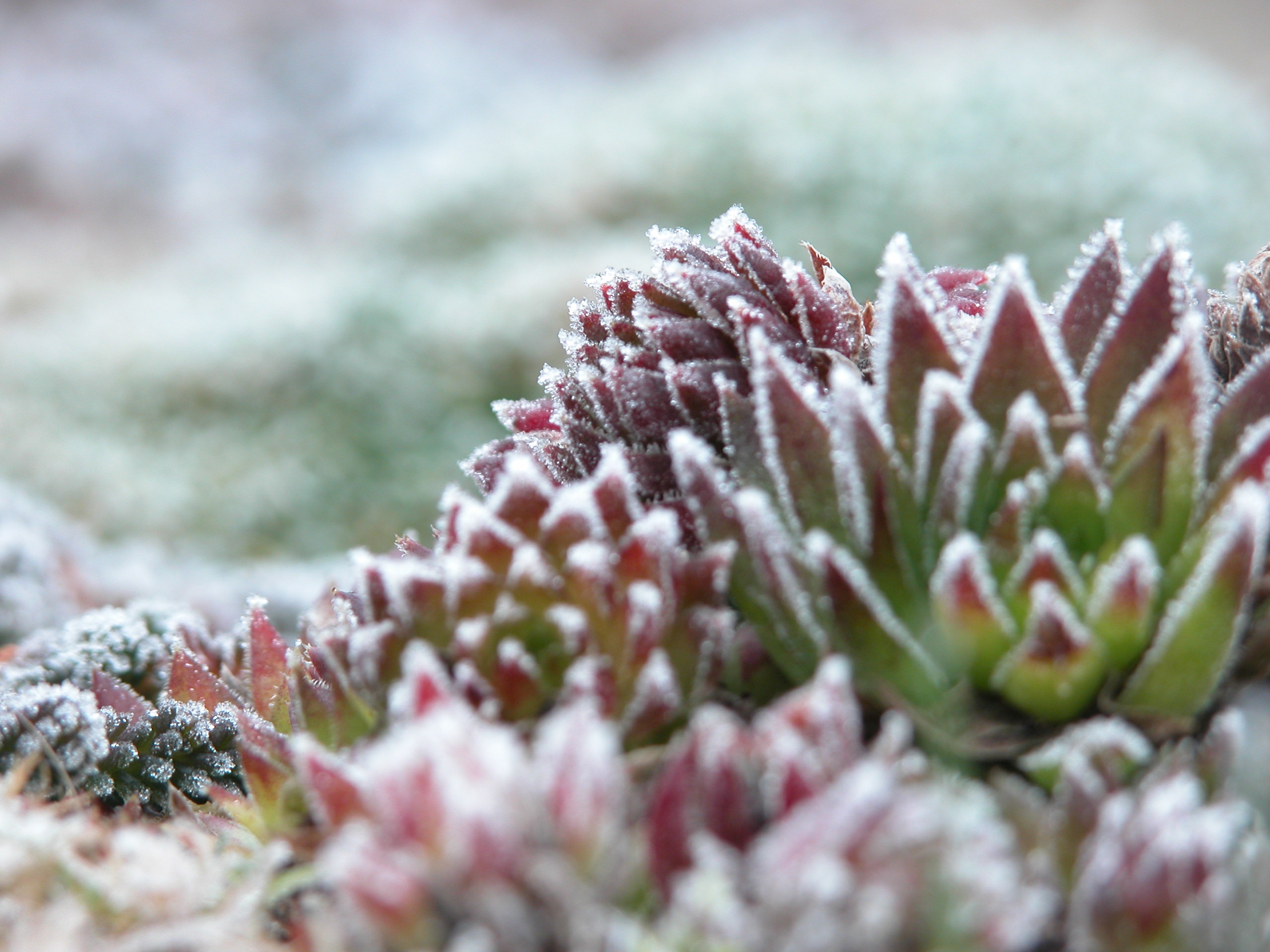 Frost Plant Cold free image download
