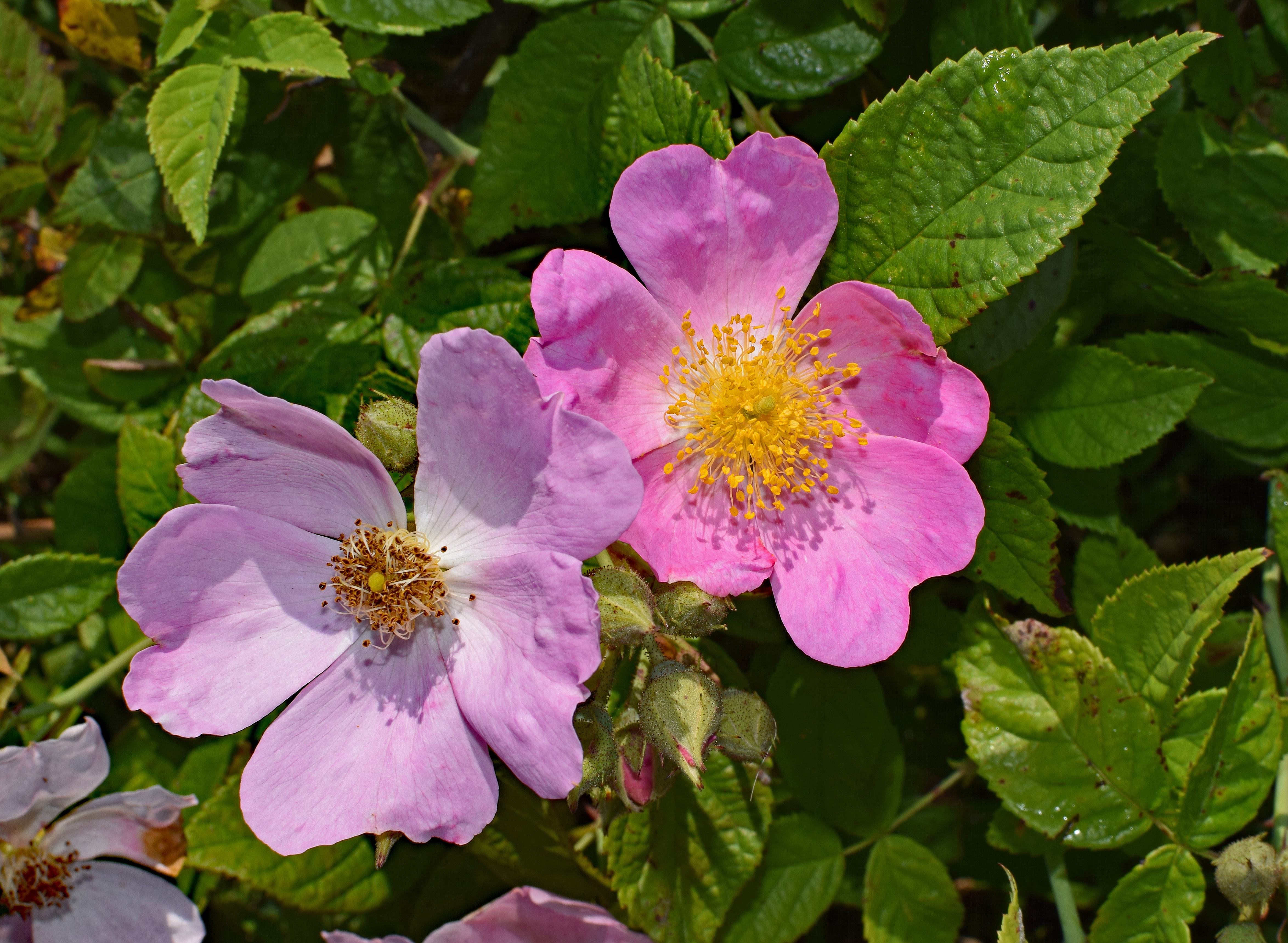 Wild Roses Wildflower Flower free image download