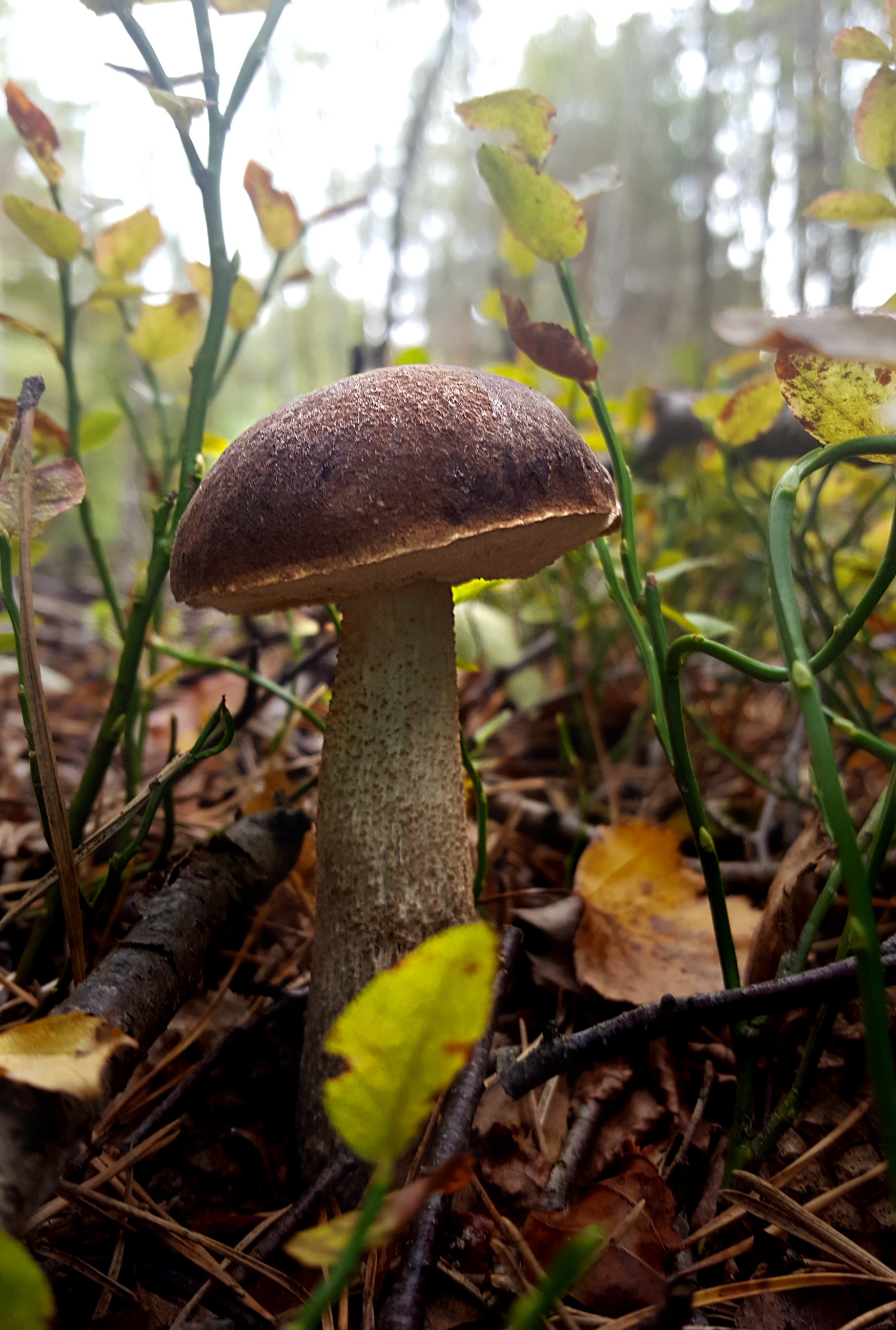Mushroom Autumn Forest free image download