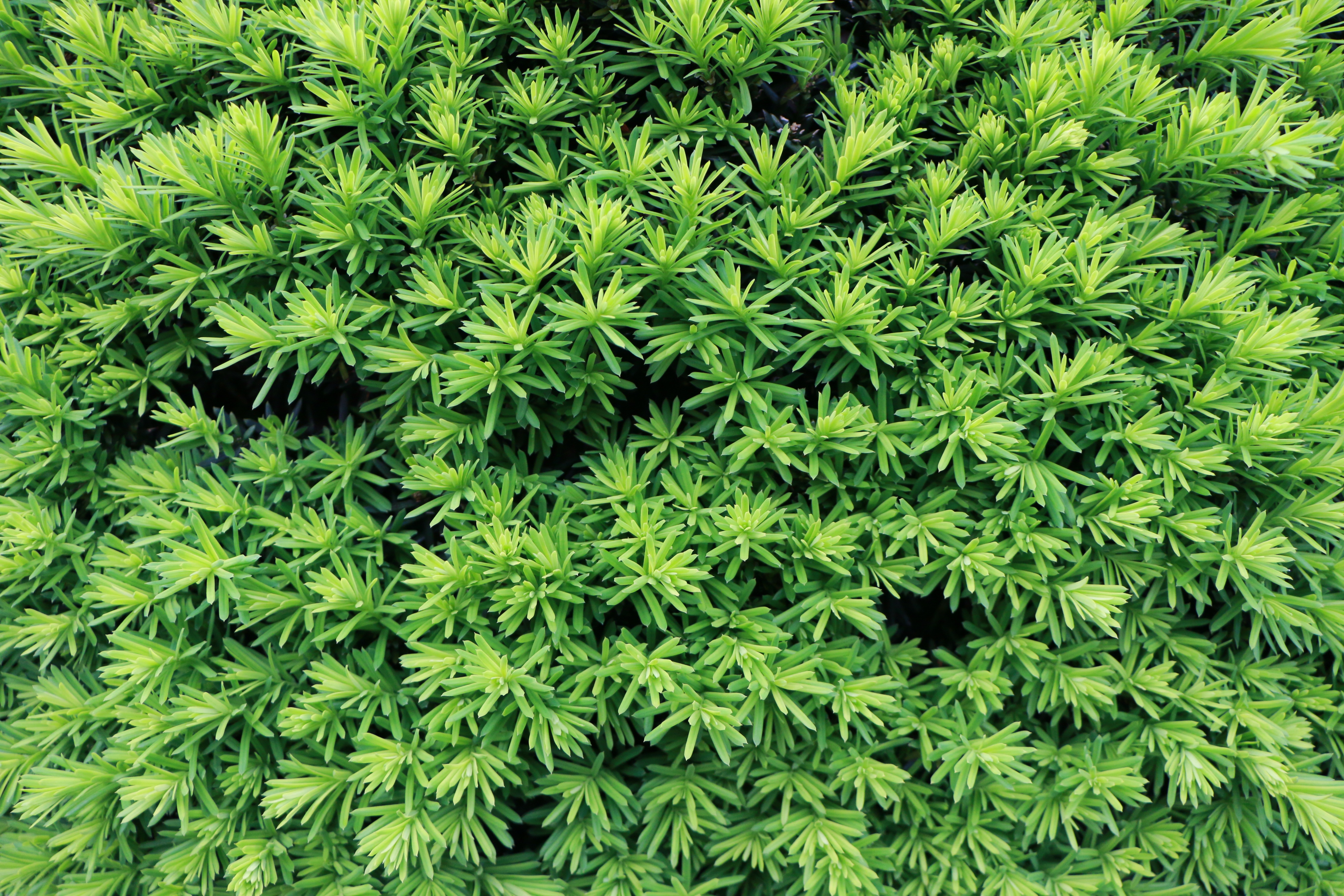 Plant free image download