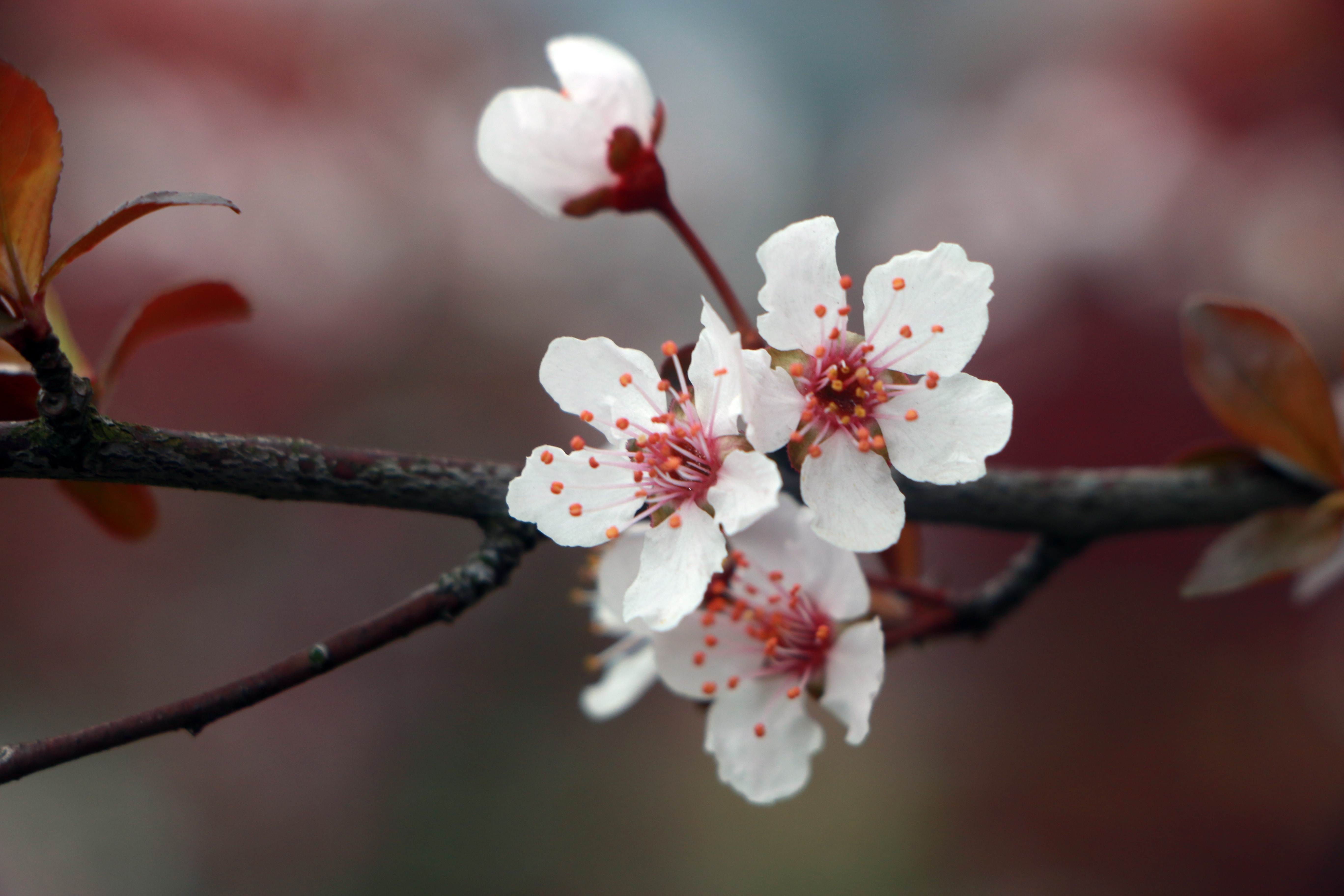 Spring Flower Lee free image download