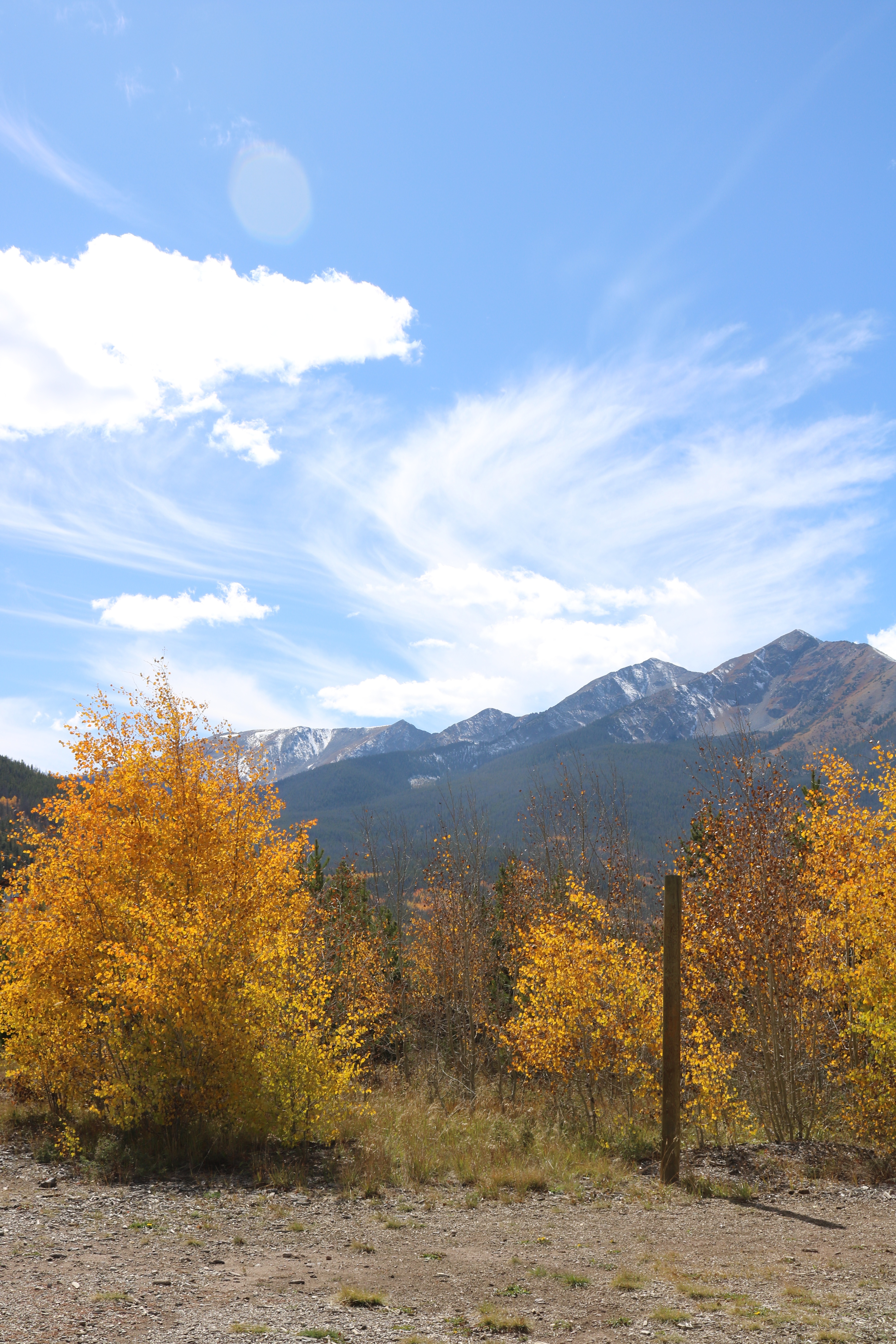 Autumn Fall Bush free image download