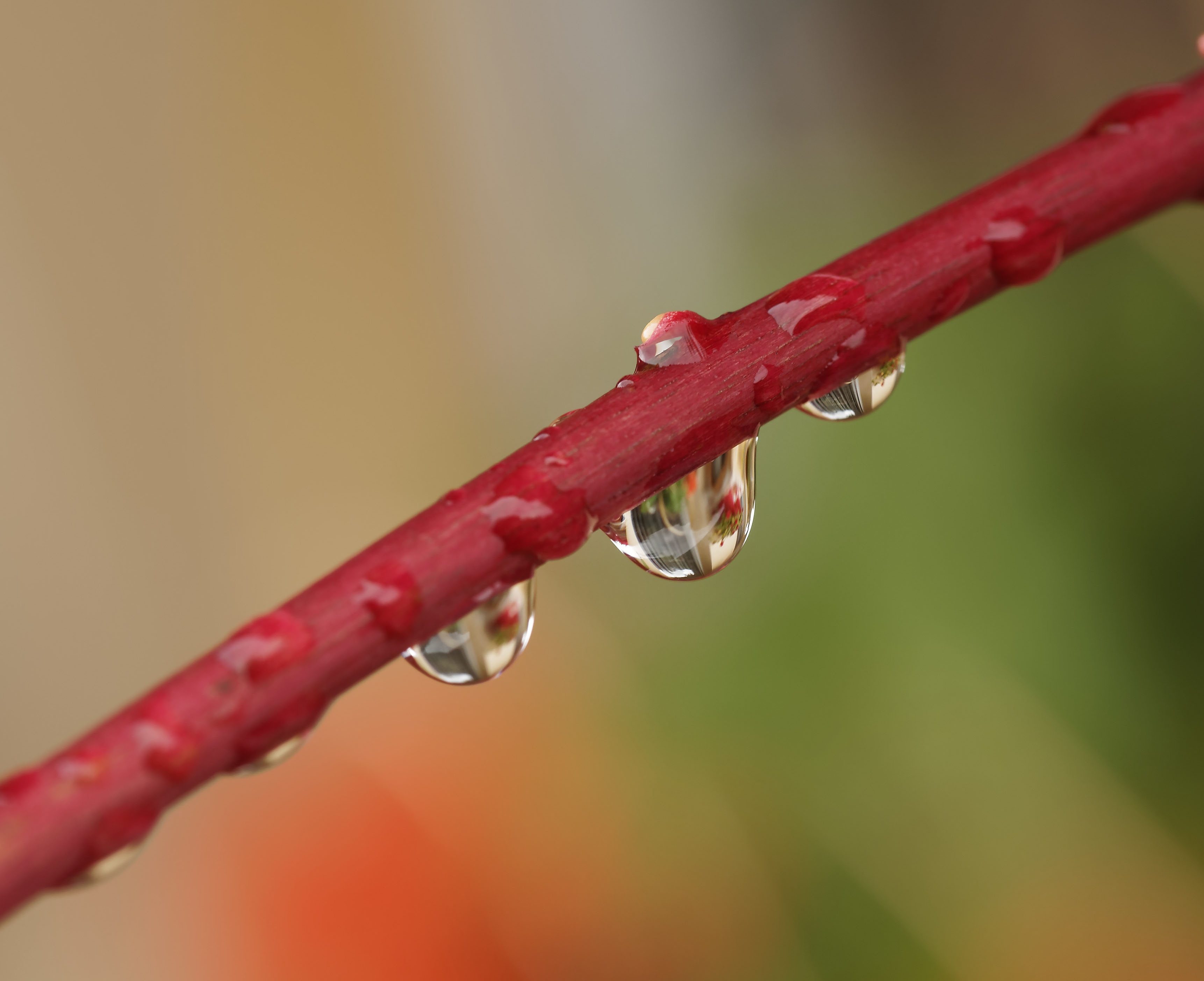Nature Water Drops Drop Of free image download