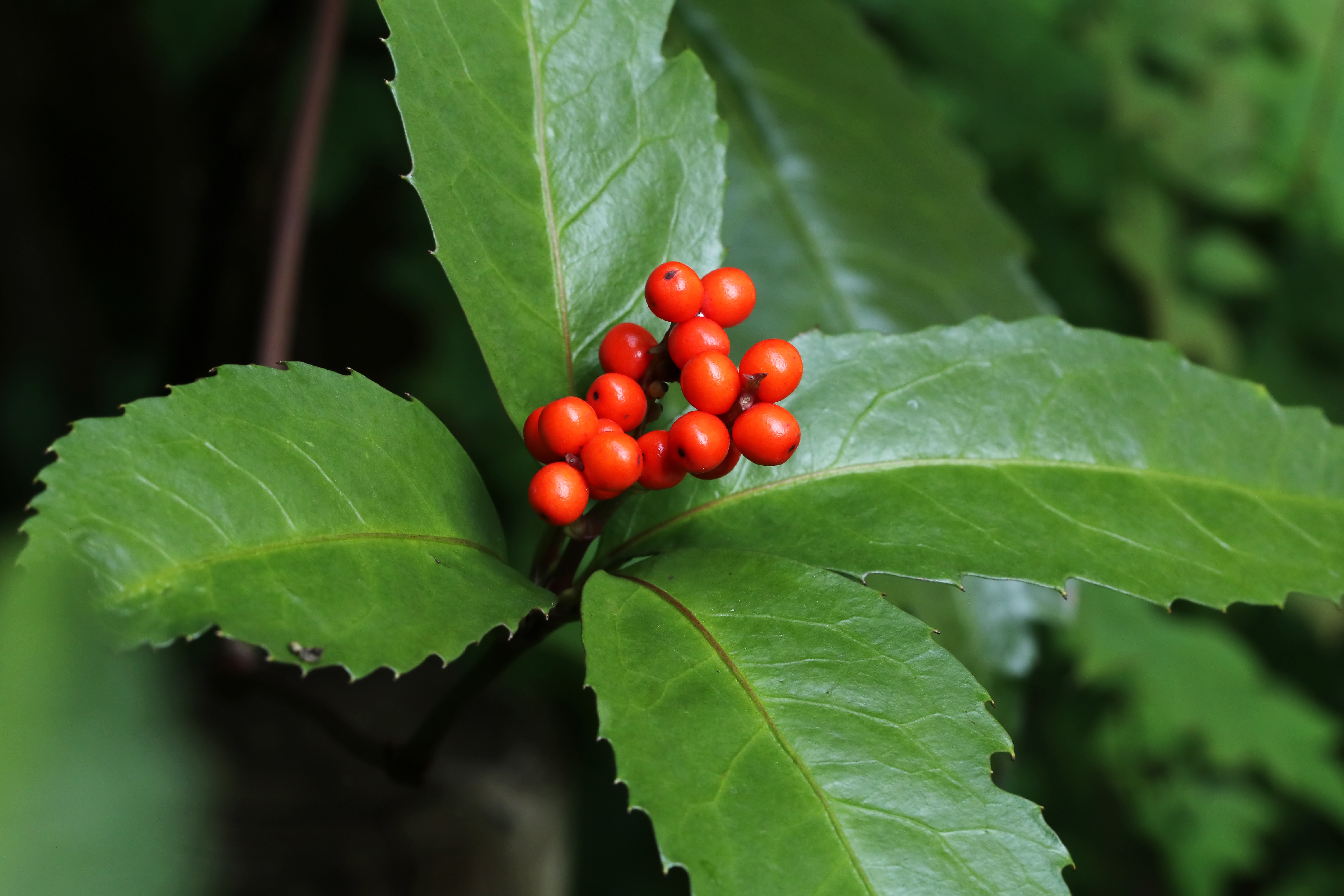 Free Grass Coral Plant Red Sub free image download