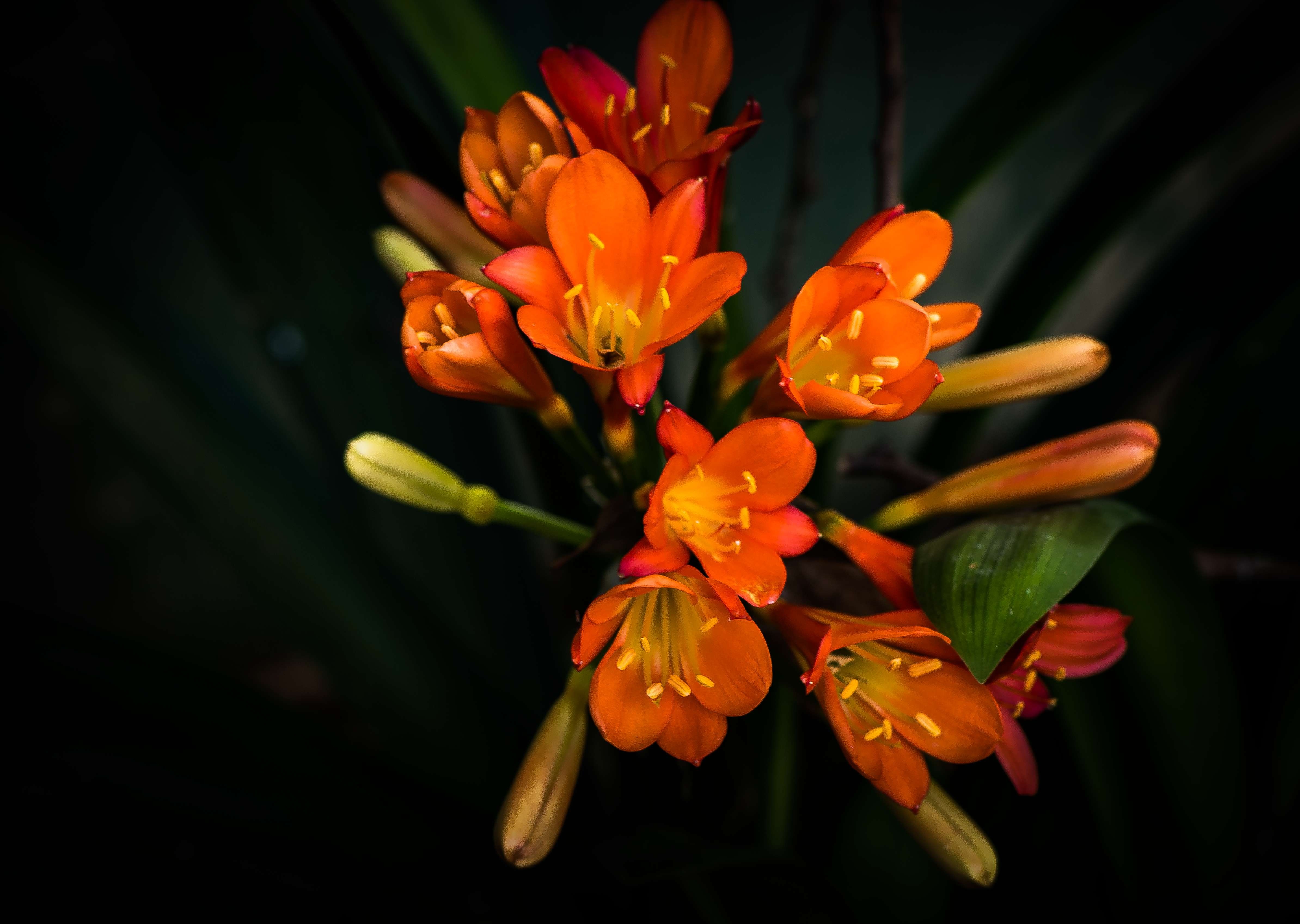 Flower Shrub Clivia free image download