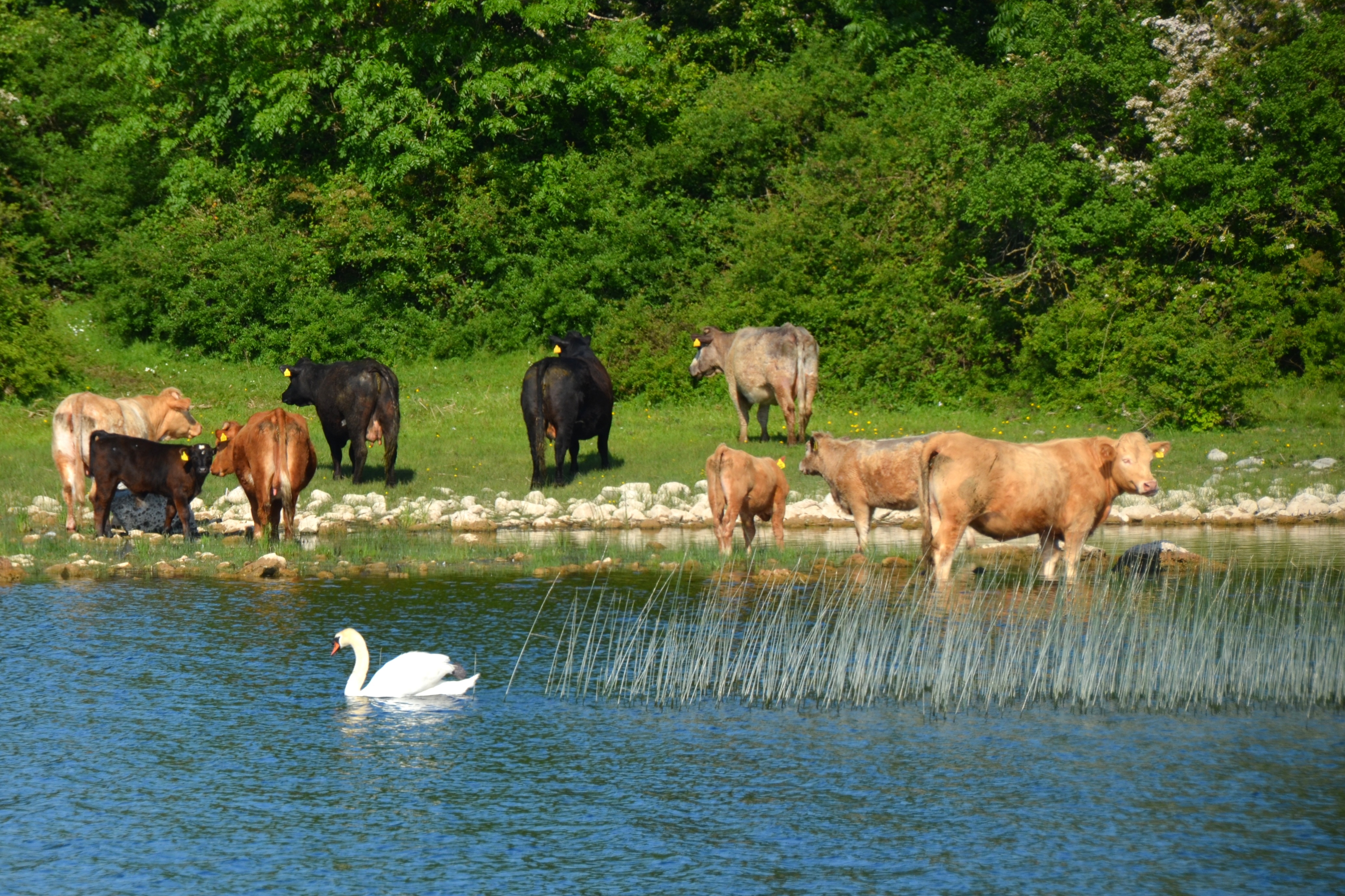 Cows Swan Nature free image download