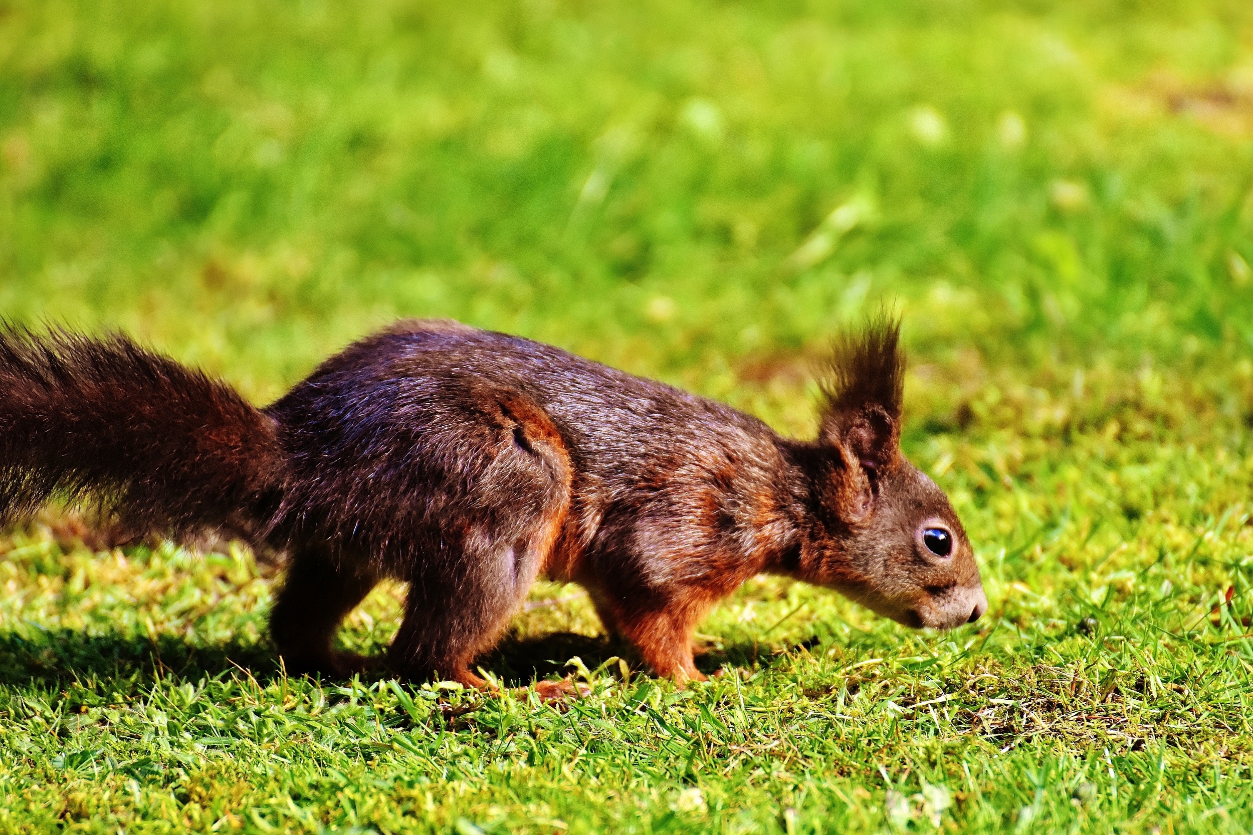 Squirrel Nager Nature Close free image download