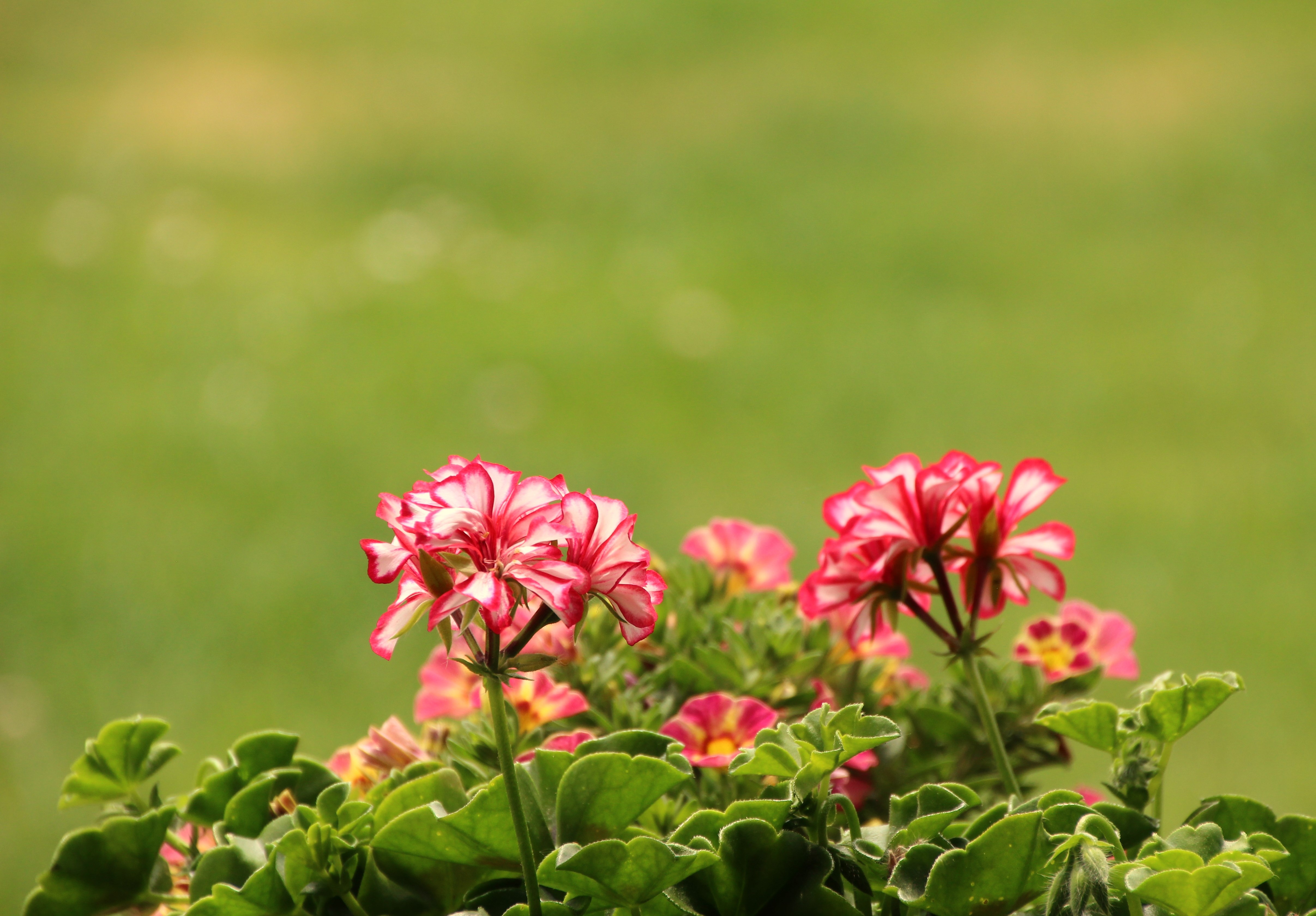 Flowers Plant Planting free image download