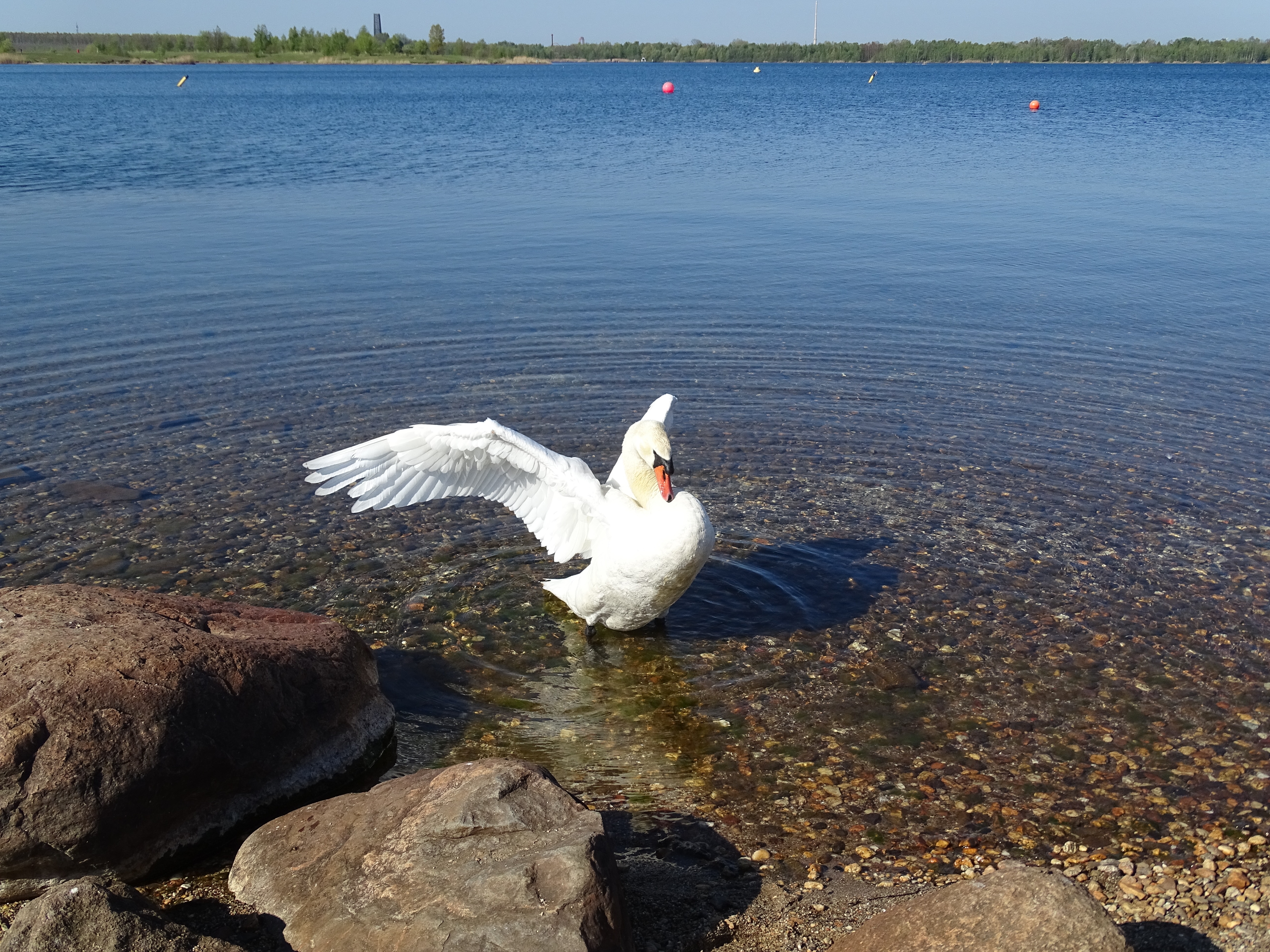 Lake Badesee Water free image download