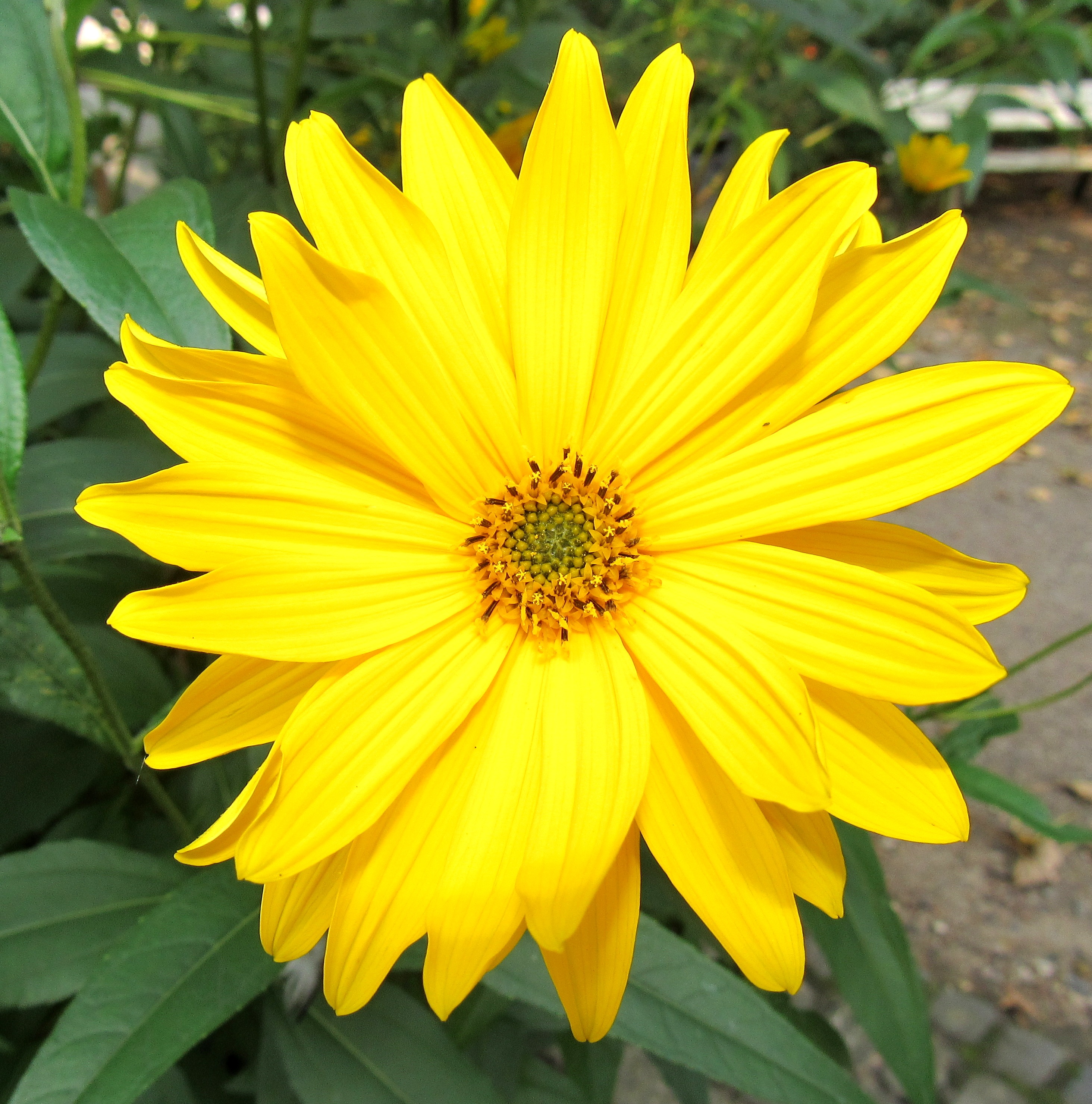 Blossom Bloom Plant free image download