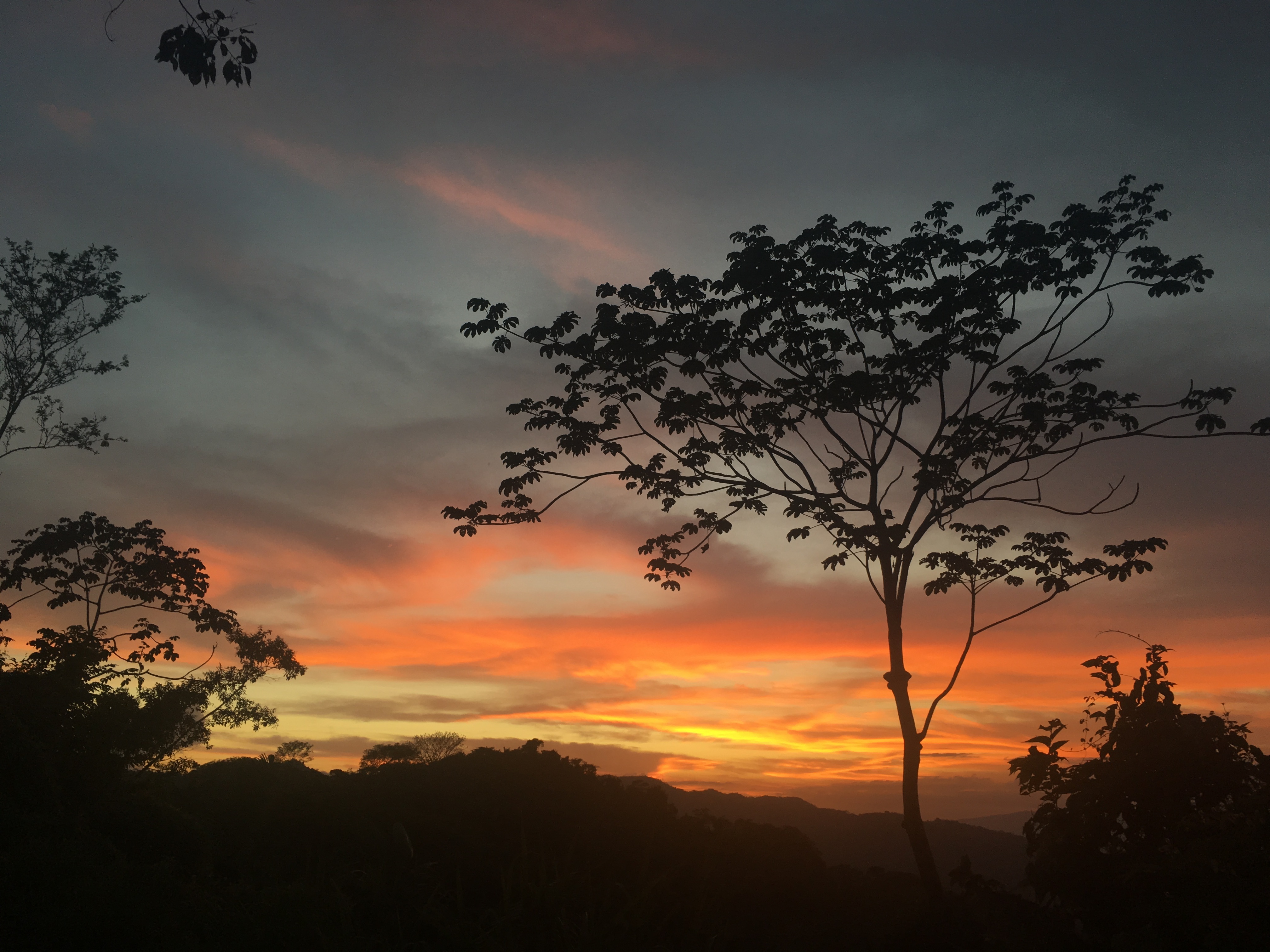 Sunset Tree Evening free image download