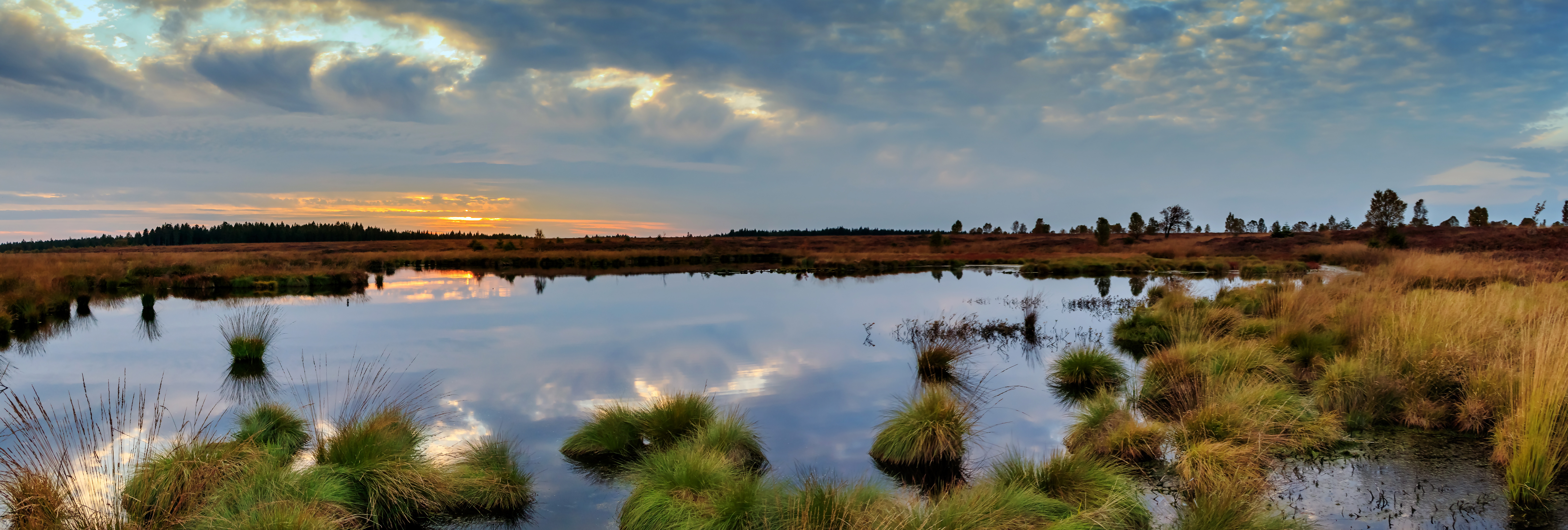 Panorama Moor Swamp Nature free image download