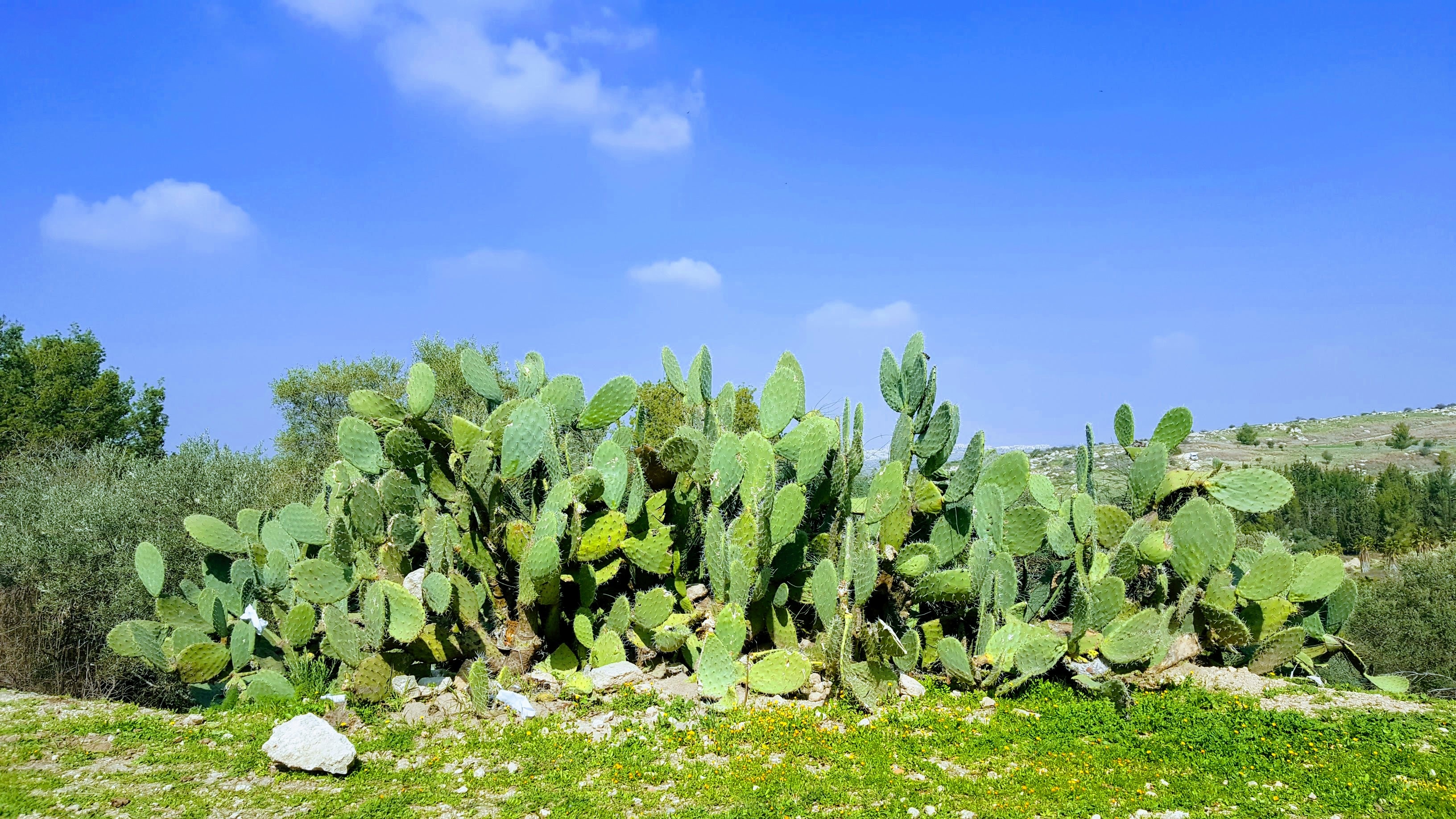A bush was green in a summer field free image download