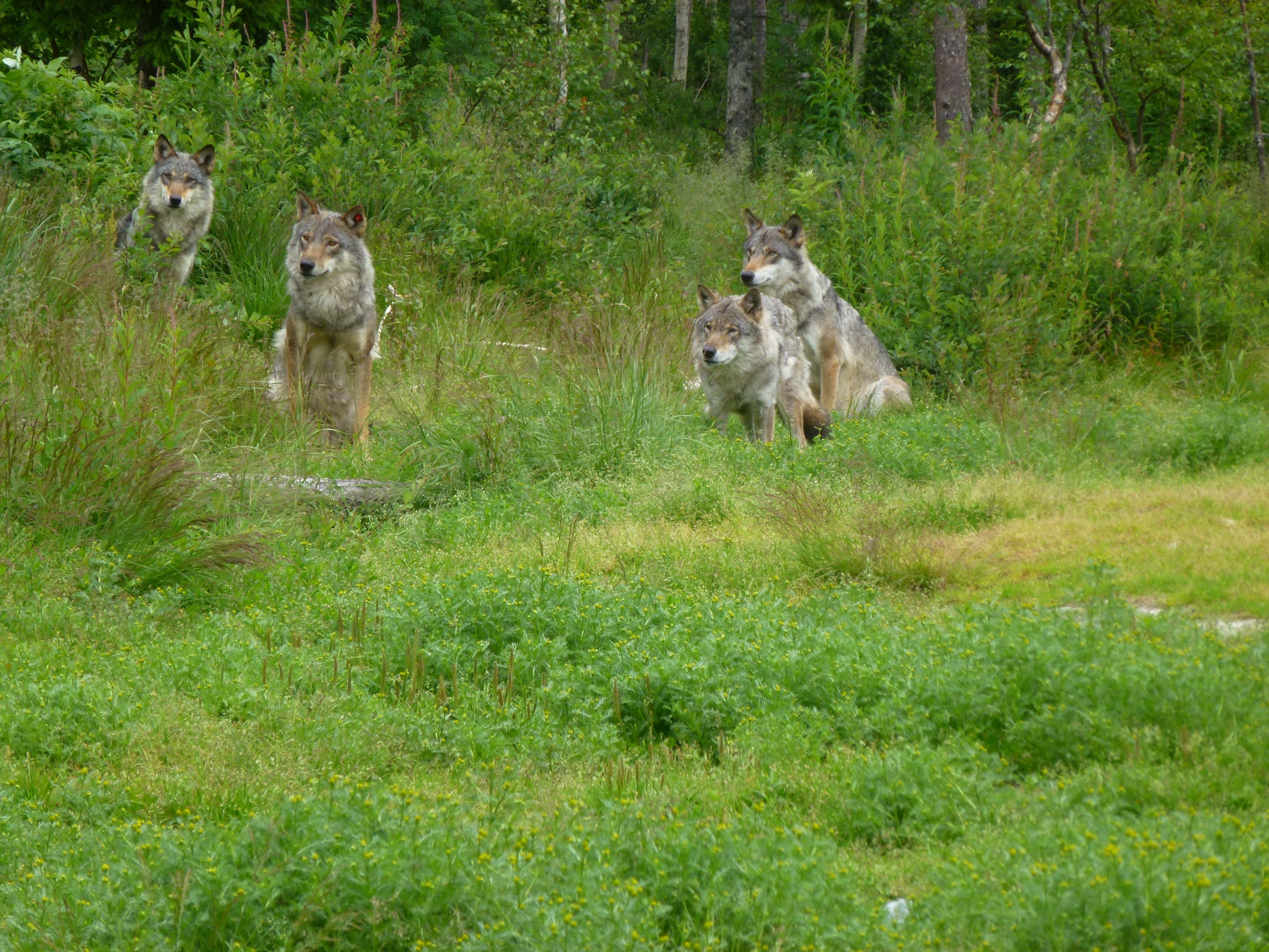 Wolf Predators Hunter free image download