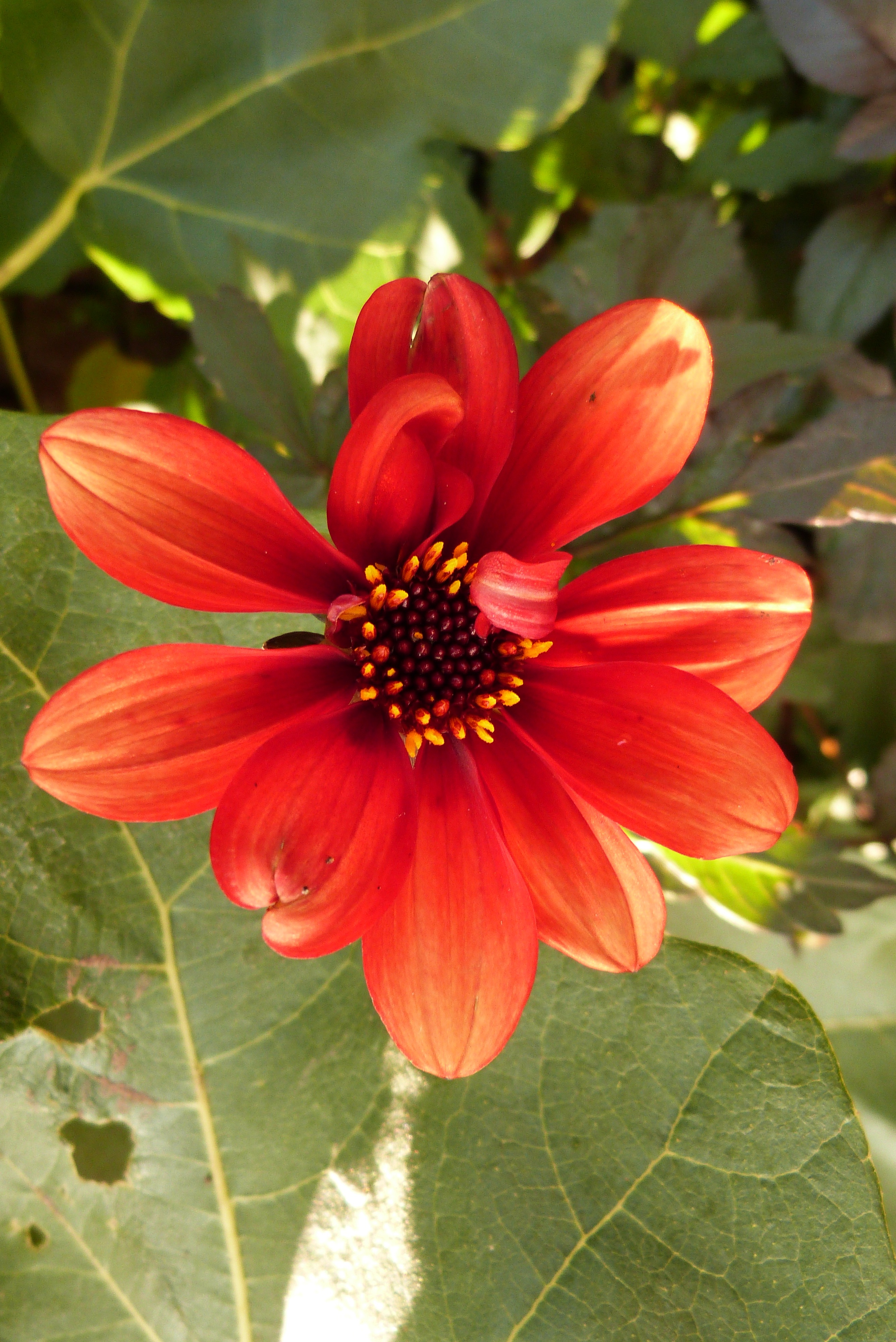 Leaves Flower Orange free image download