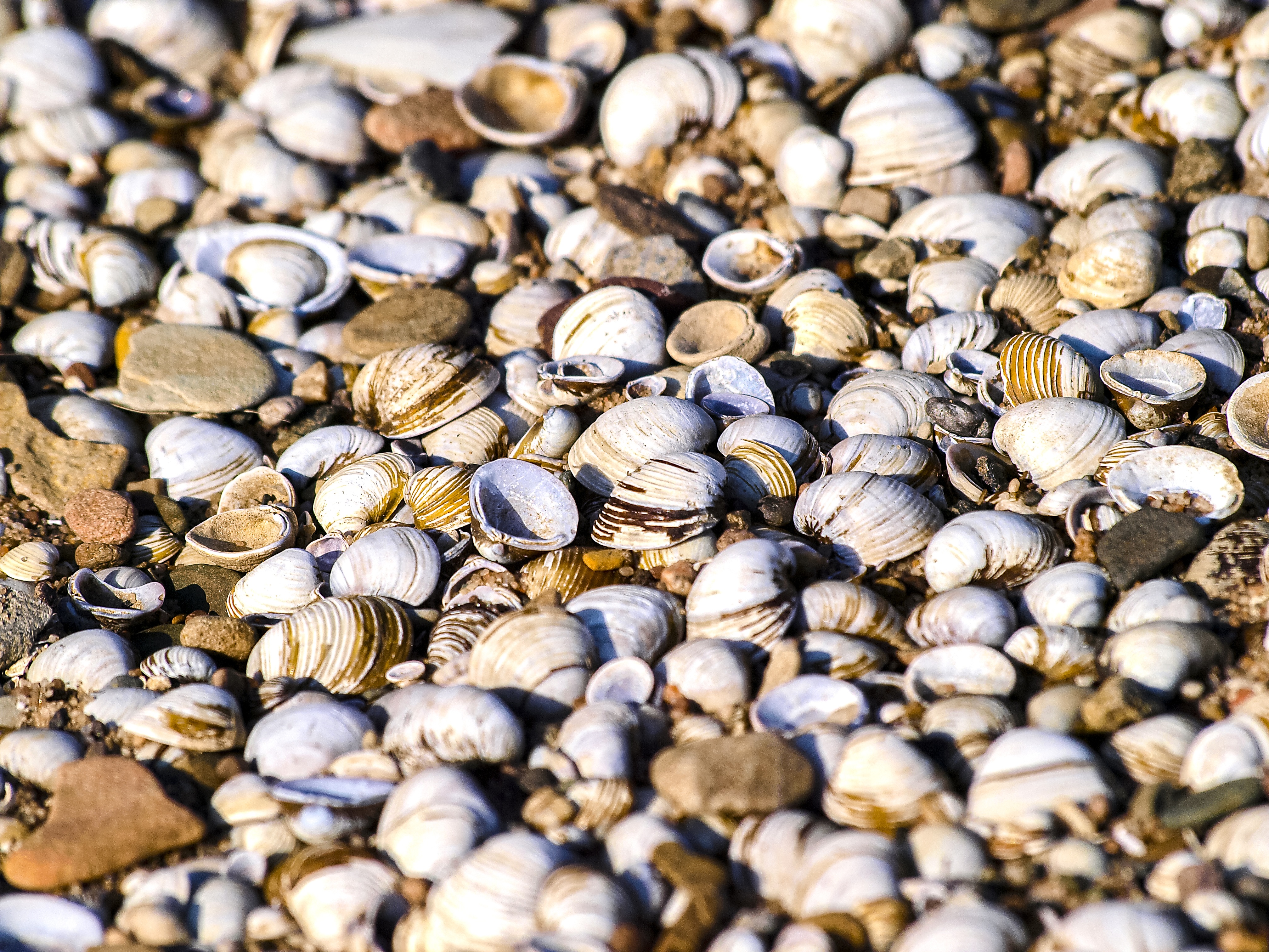 Mussels Nature macro free image download