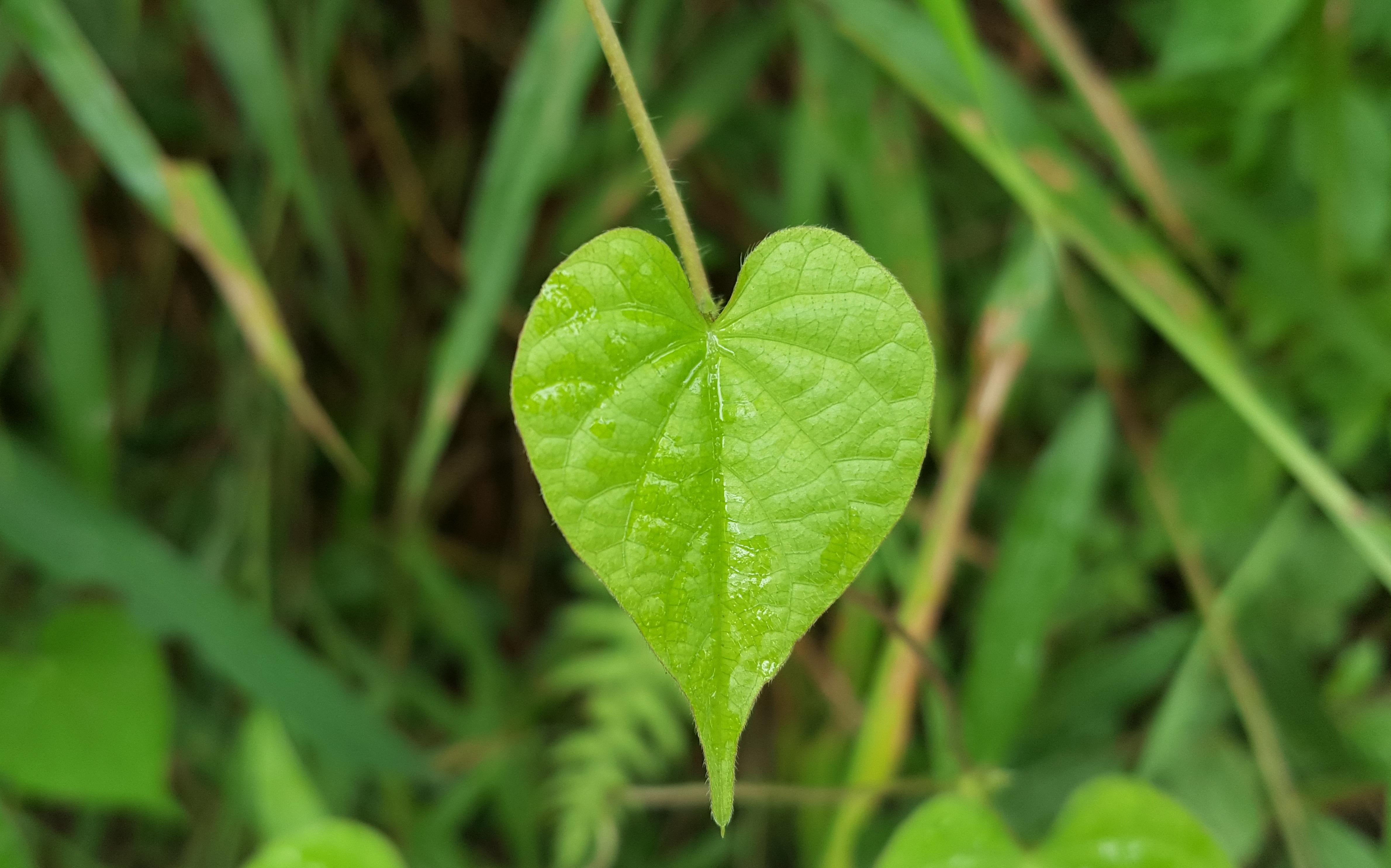 Green Grass Taiwan Native Plants free image download