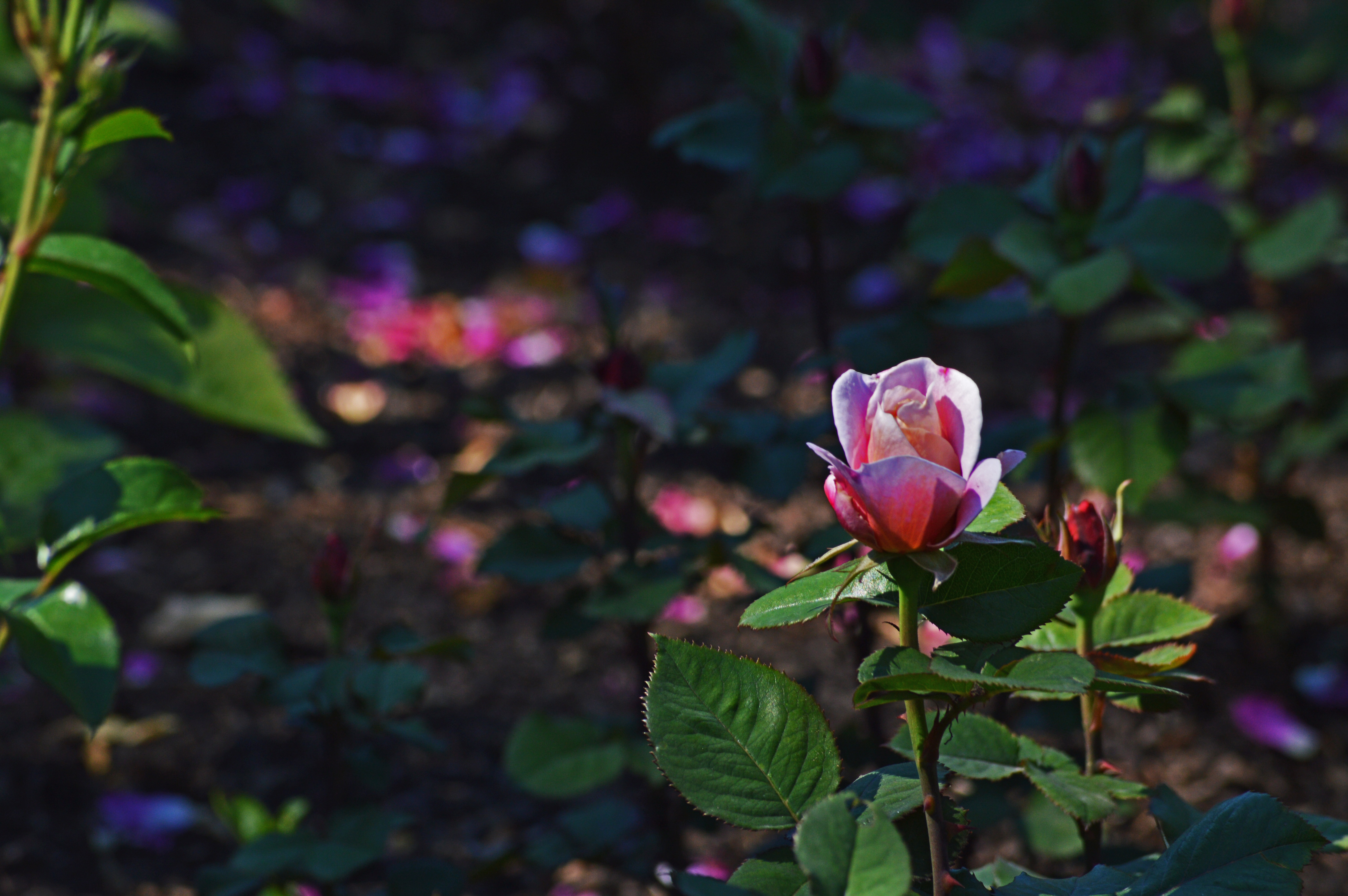 Pink Rose Chicago Botanic Gardens free image download