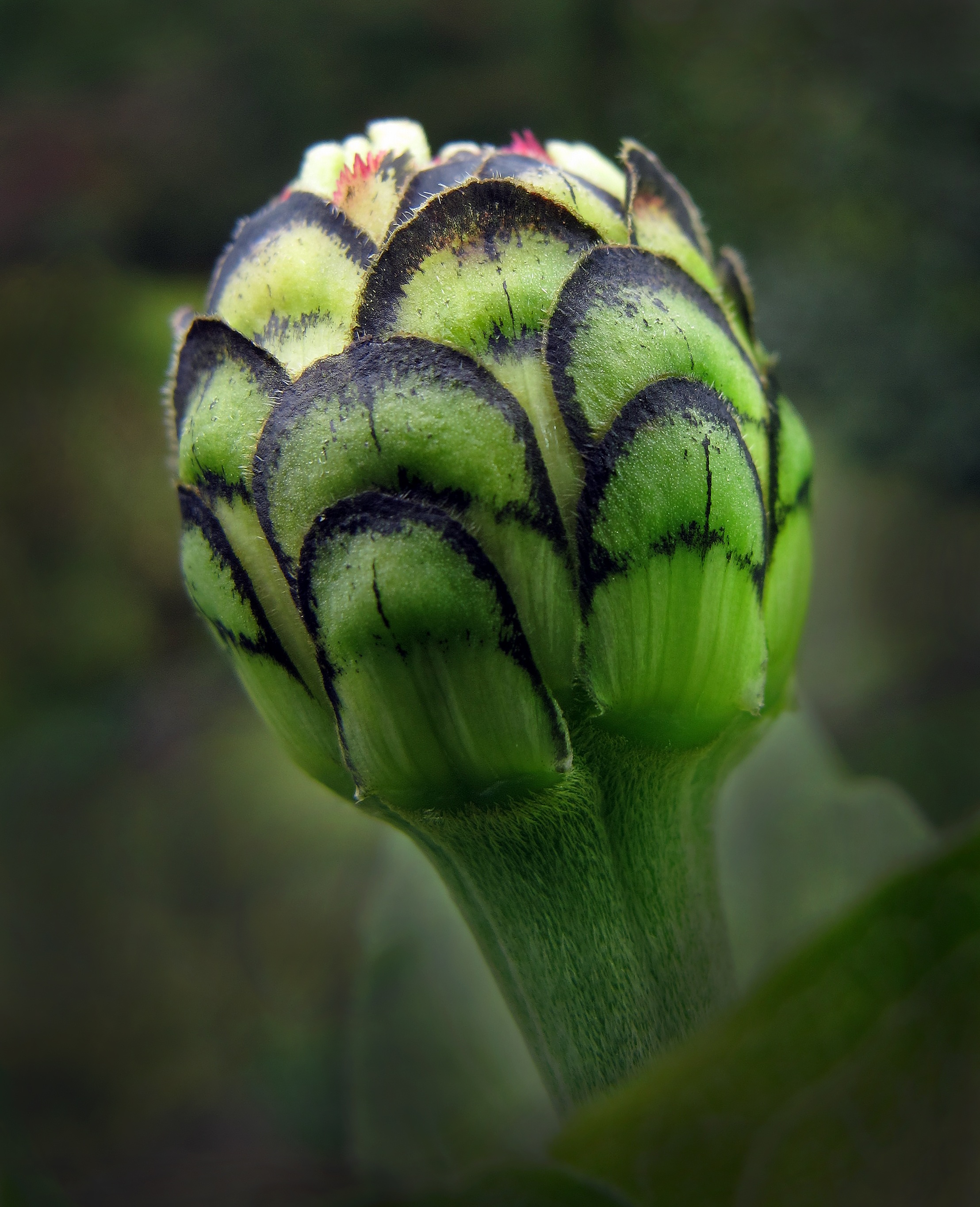 Bud Flower Close Up free image download
