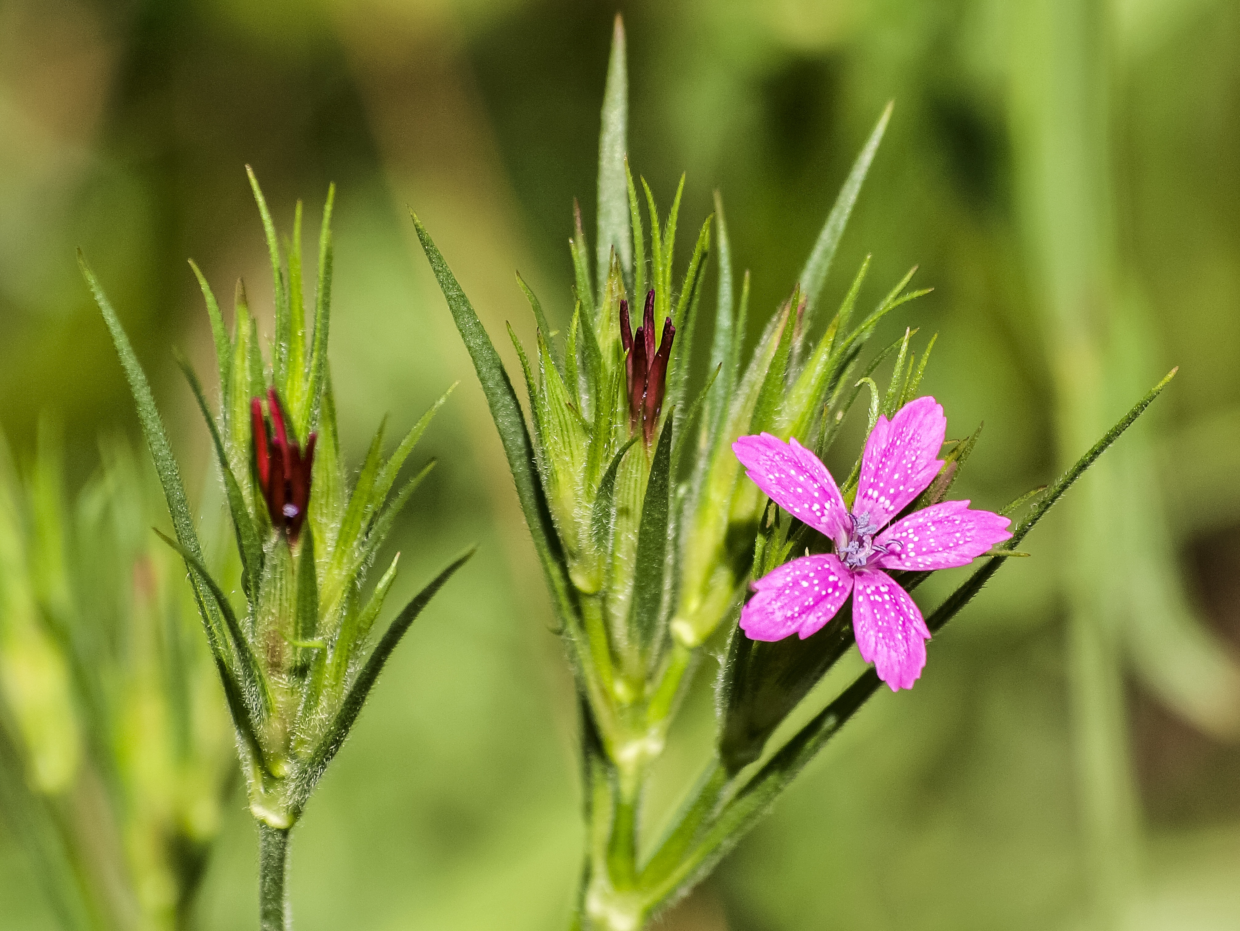 Carnation Flower Blossom free image download