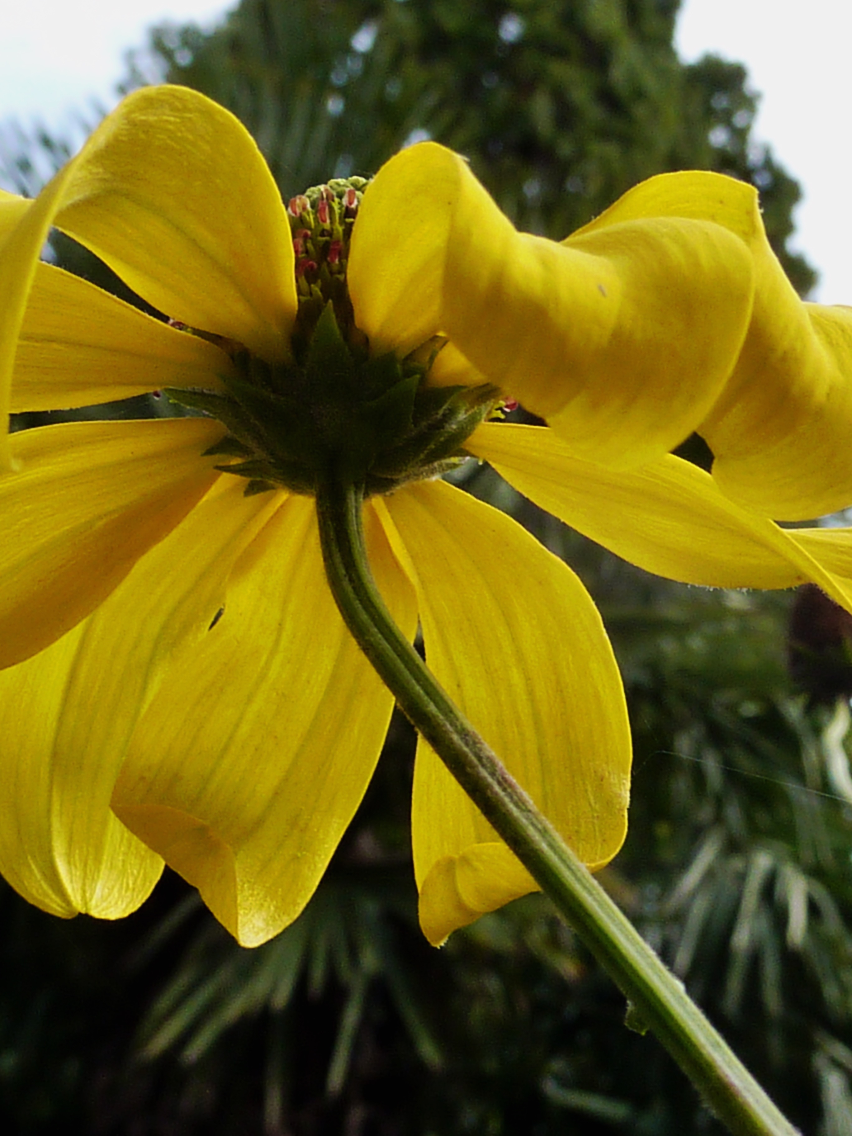 Yellow flower on a large stem free image download