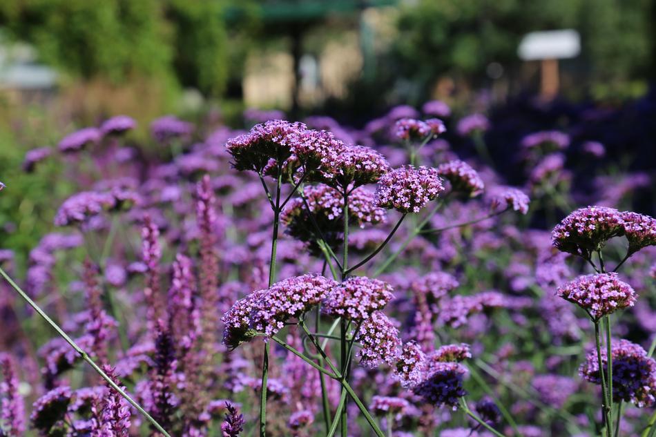 Summer Purple Flowers free image download