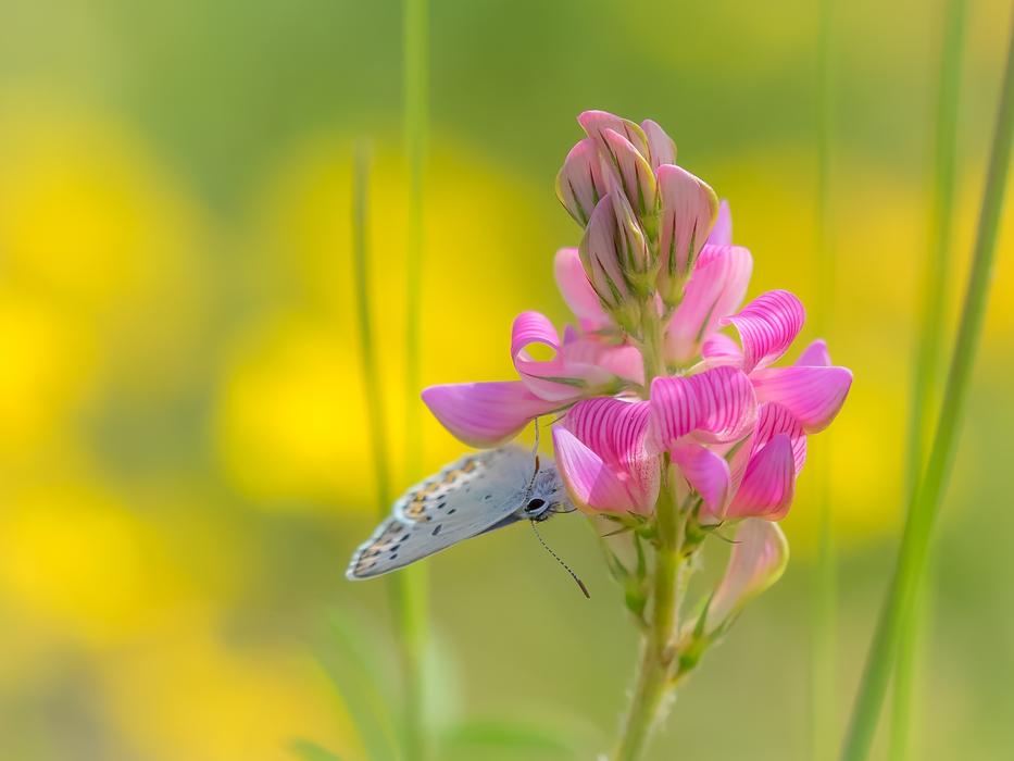 Butterfly Common Blue Sainfoin free image download